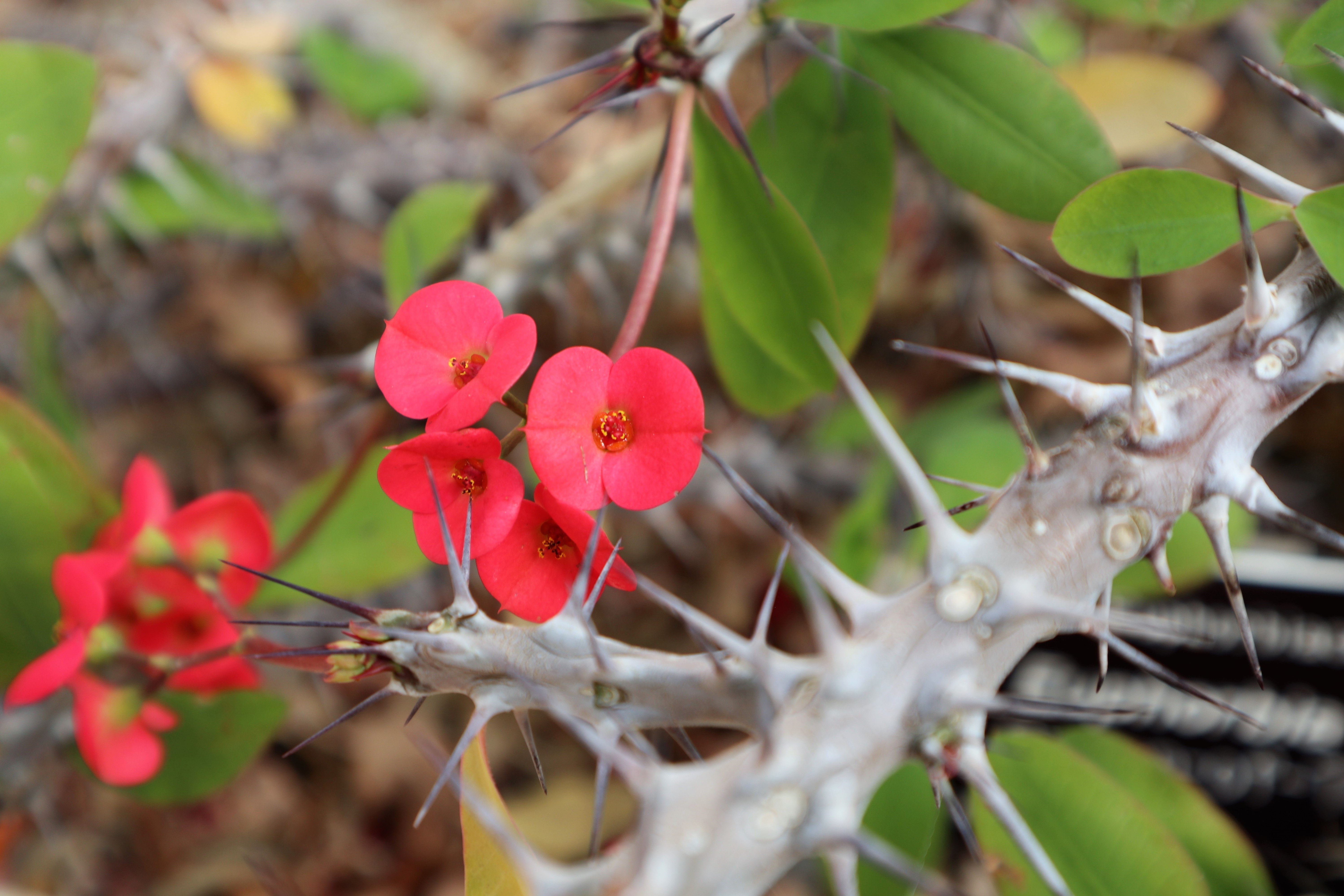 Madagasca | Botanic Gardens