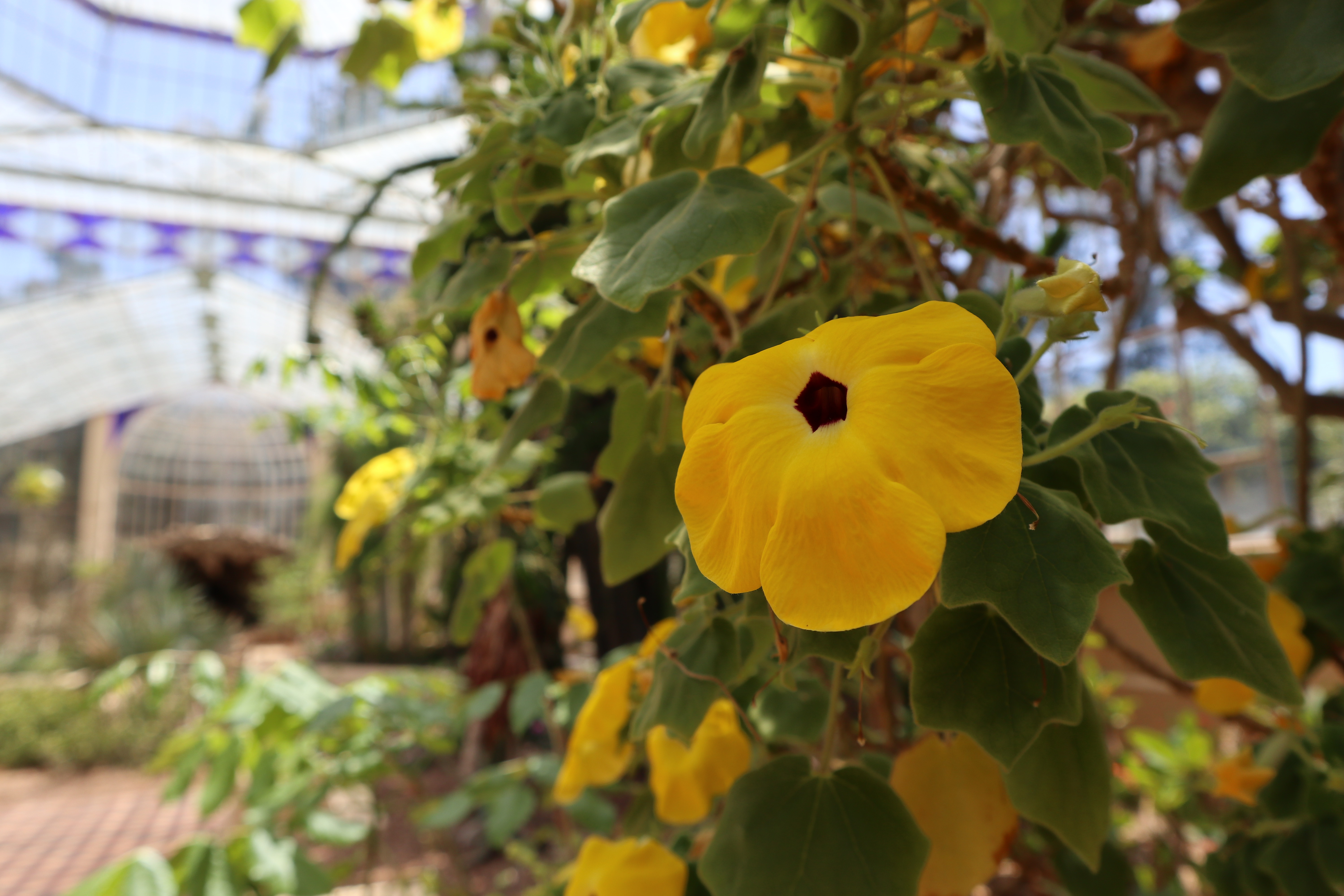 Madagasca | Botanic Gardens