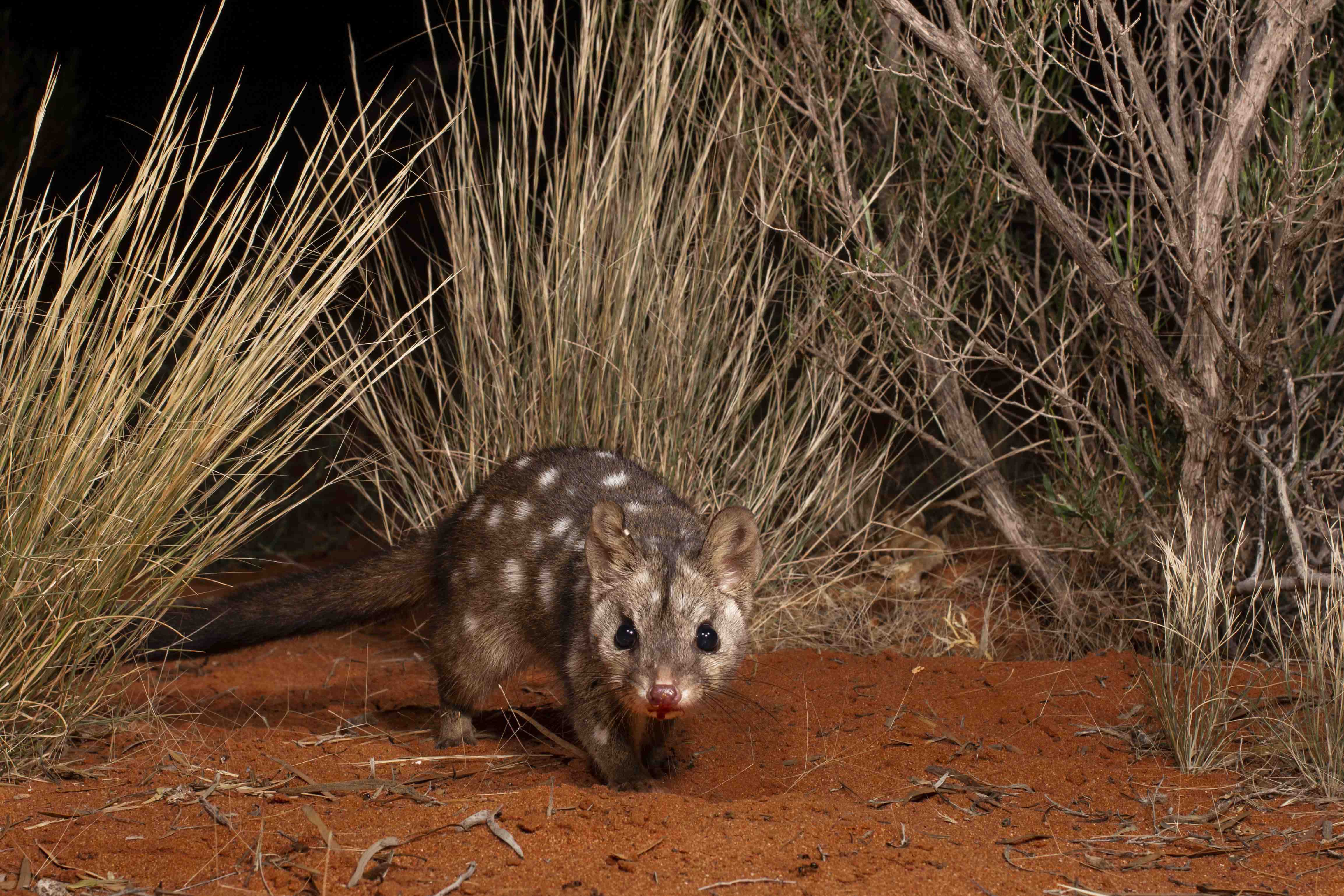 Department for Environment and Water - Quolls and possums thriving in…
