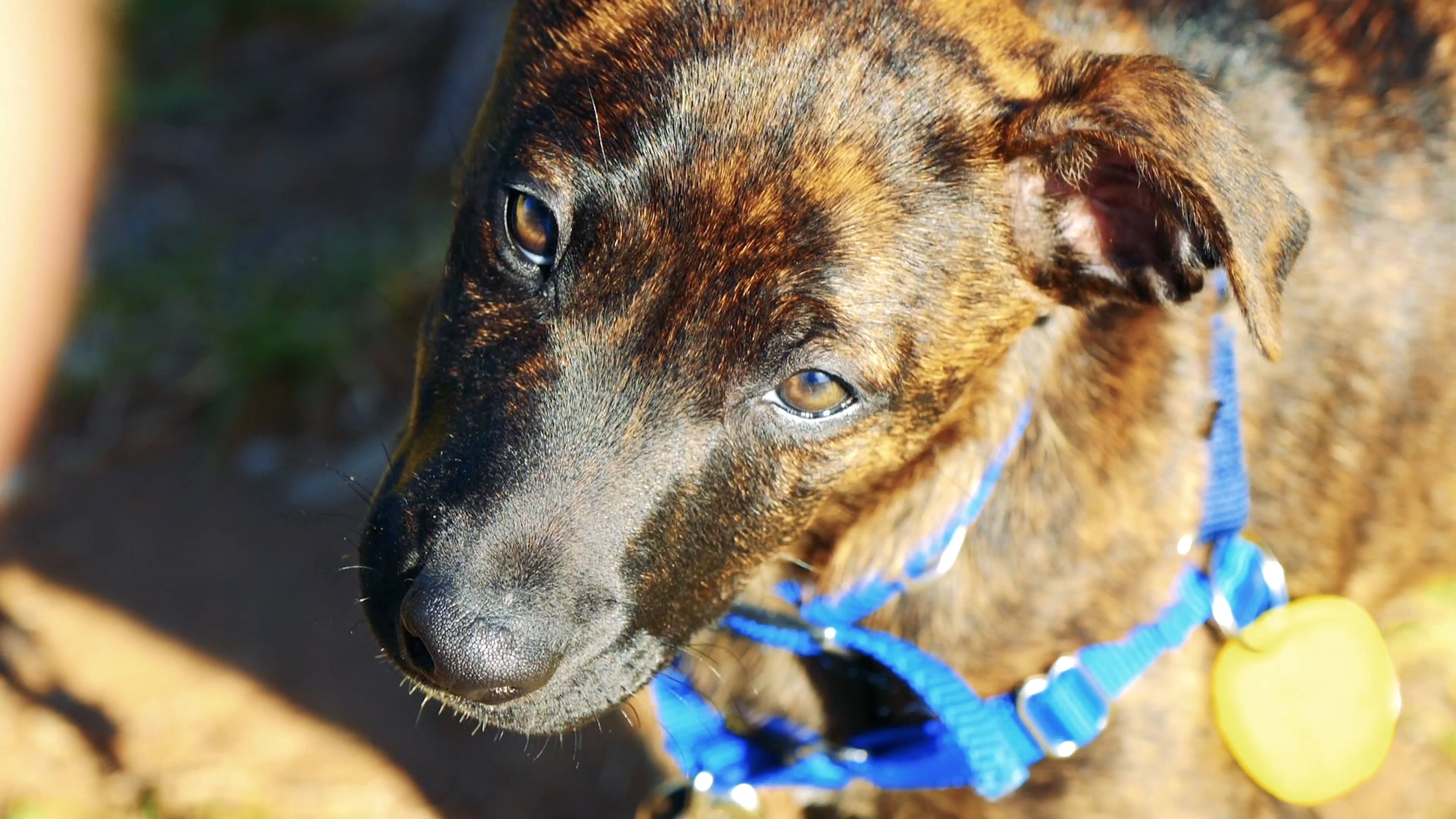 Department for Environment and Water - Laws banning puppy farms and…