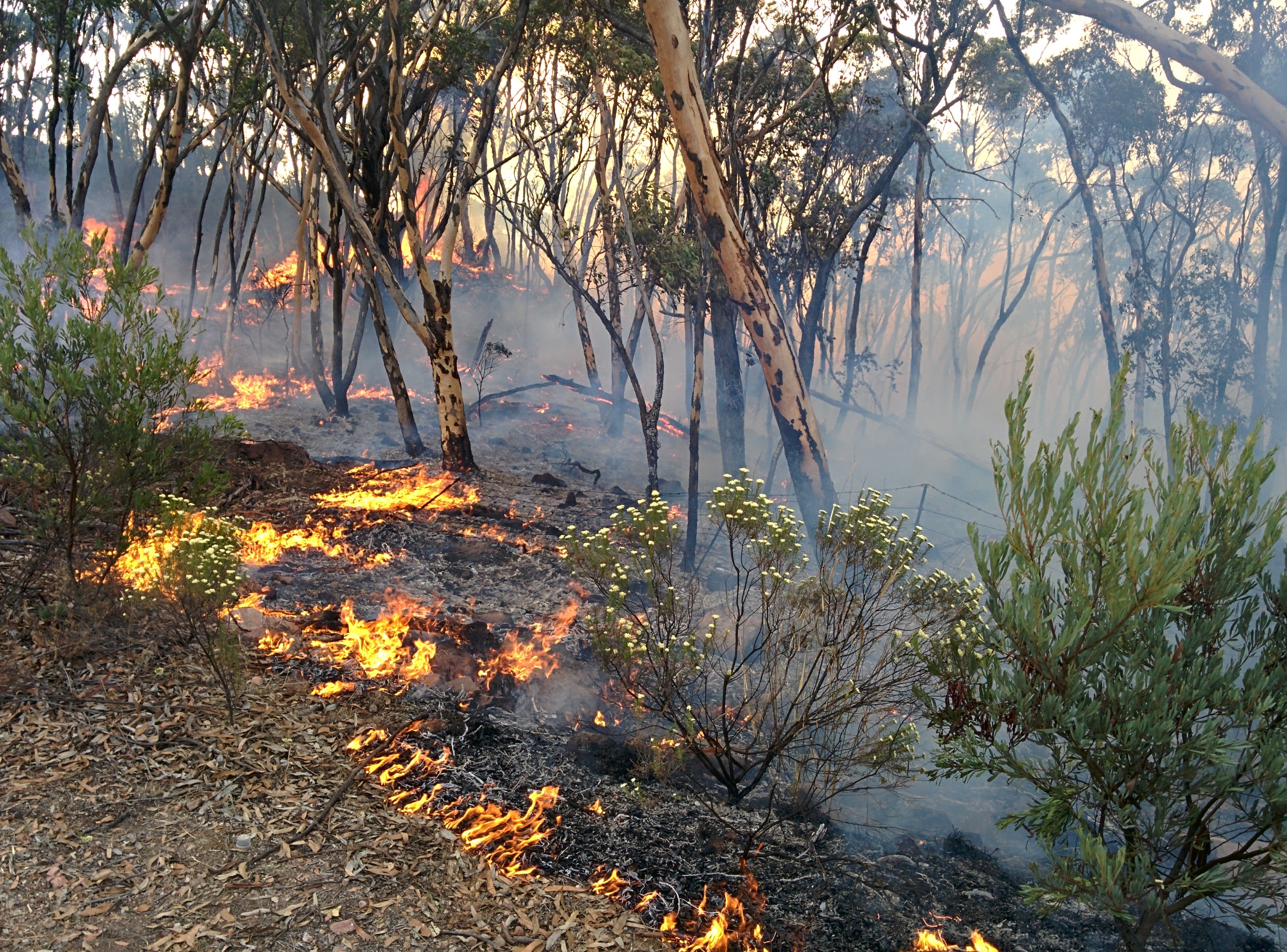 Department for Environment and Water - The science behind fire…
