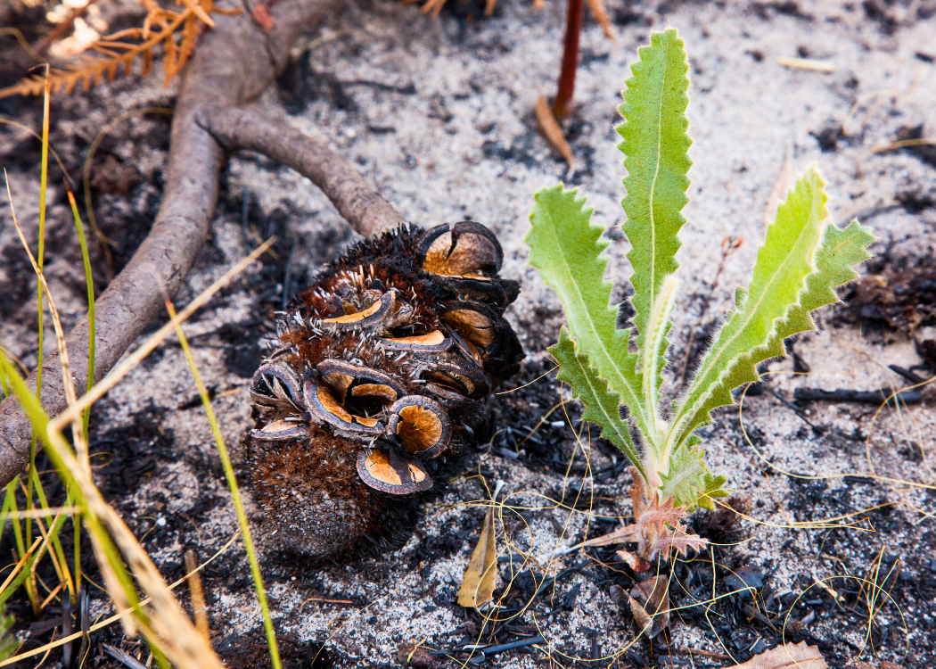 Department for Environment and Water - Burning banksias to save them