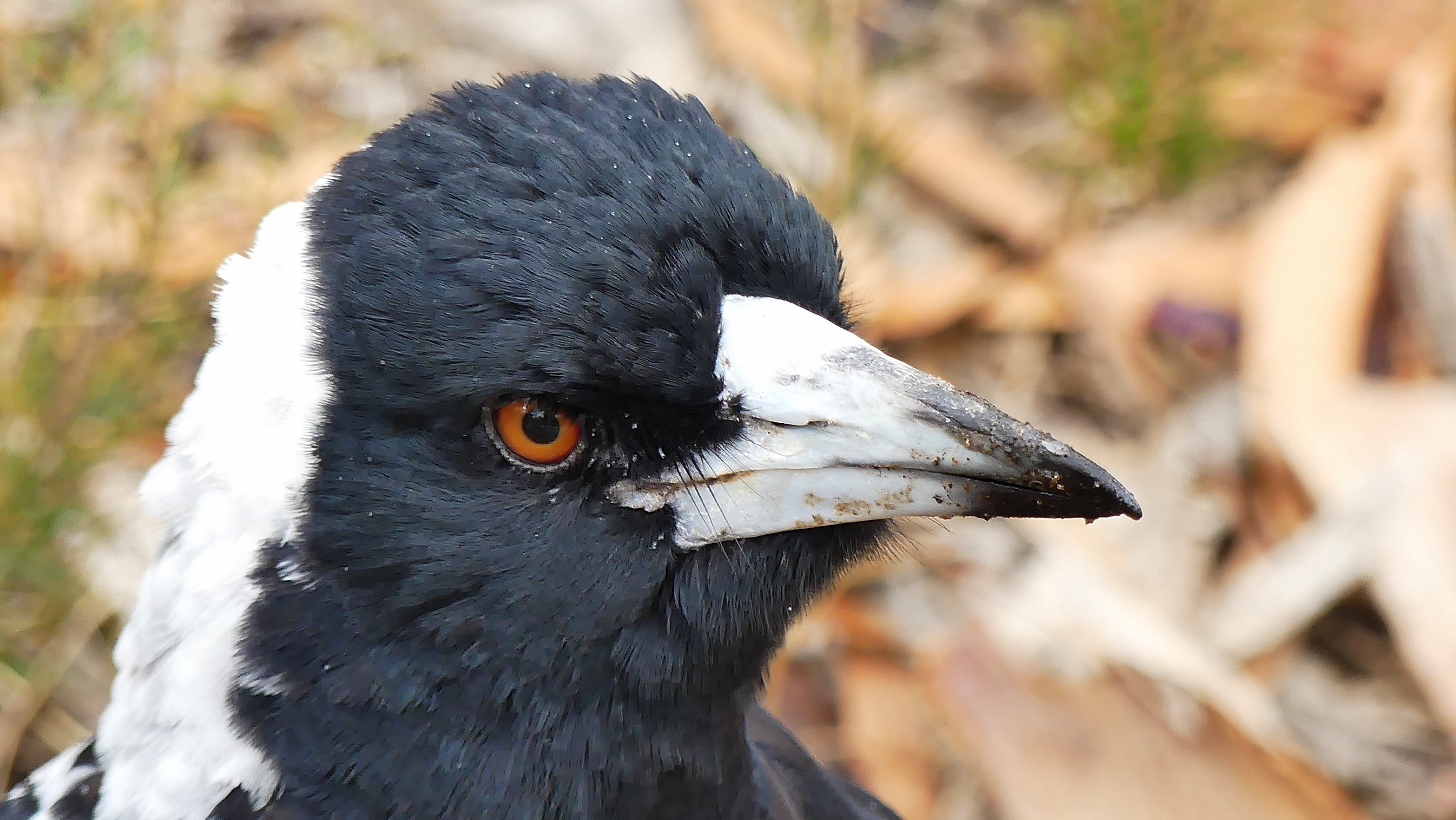 Department for Environment and Water - Swooping birds