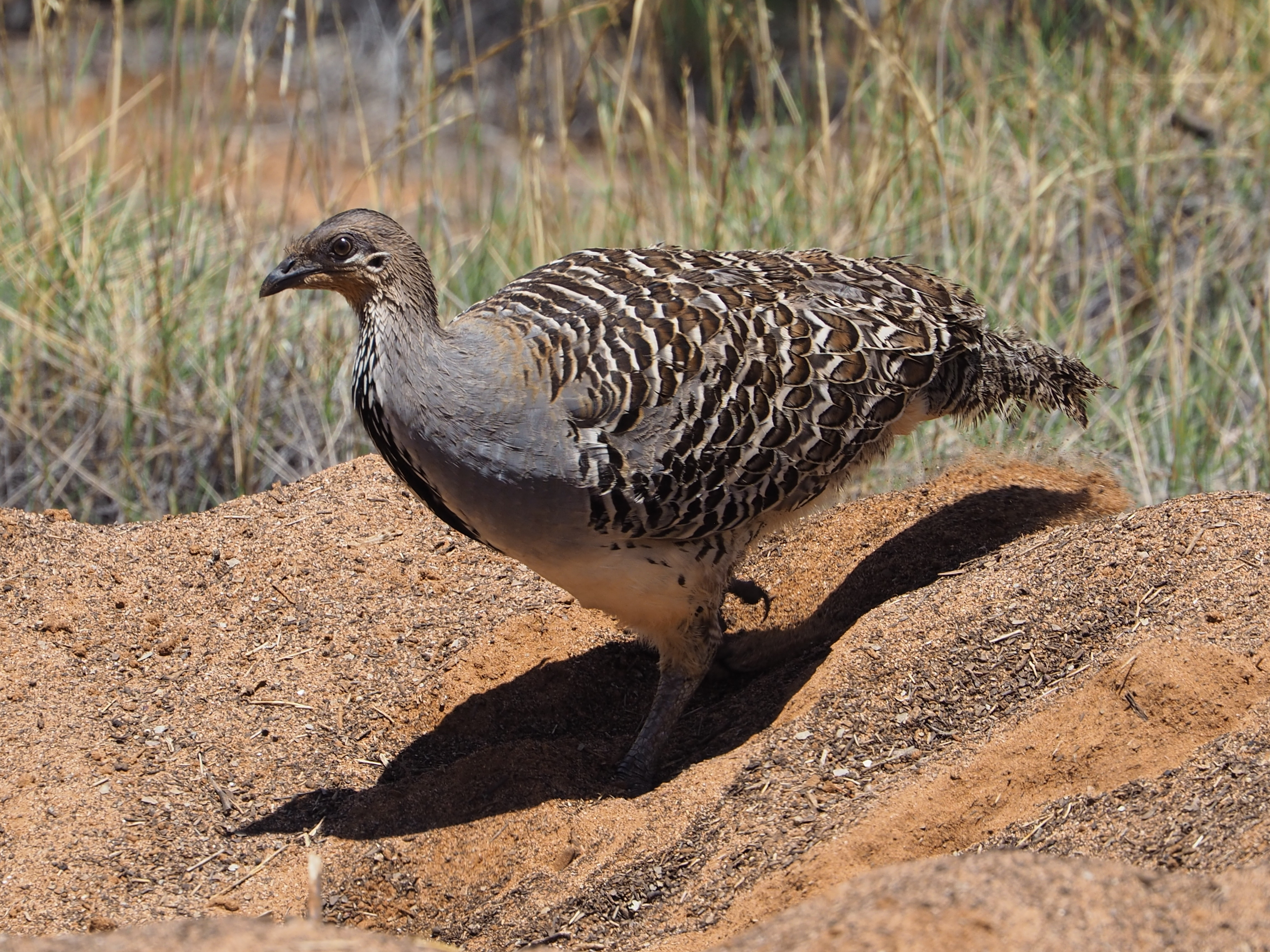 Department for Environment and Water - Significant expansion of the…