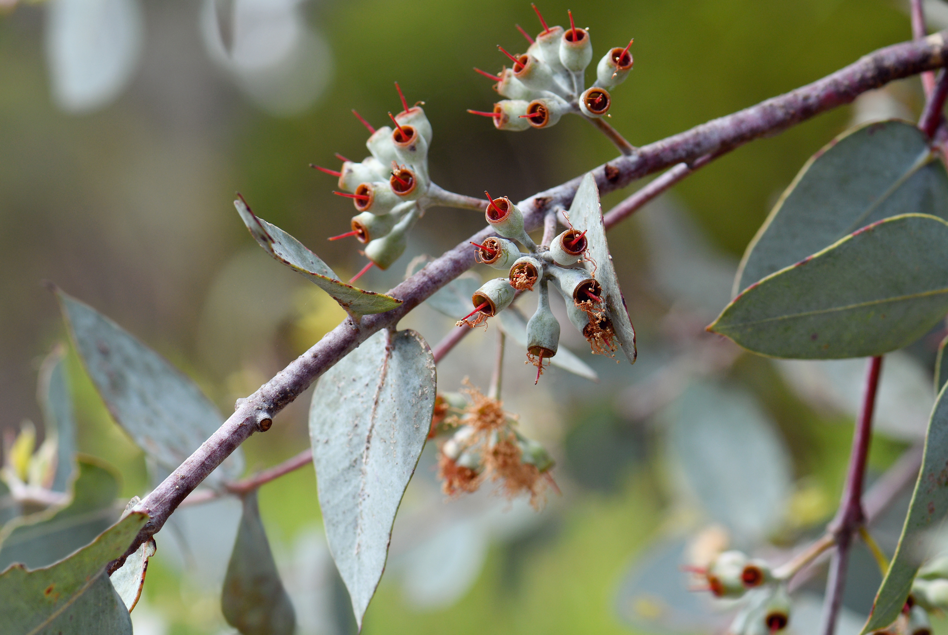 Department for Environment and Water - Know your native vegetation