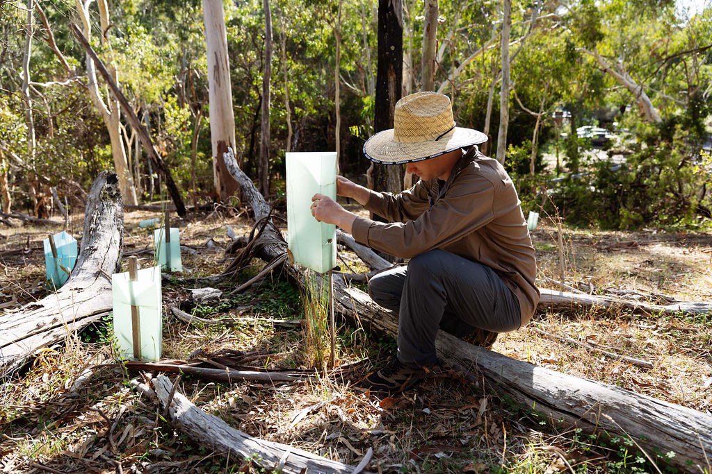 Department for Environment and Water - Restoring native vegetation