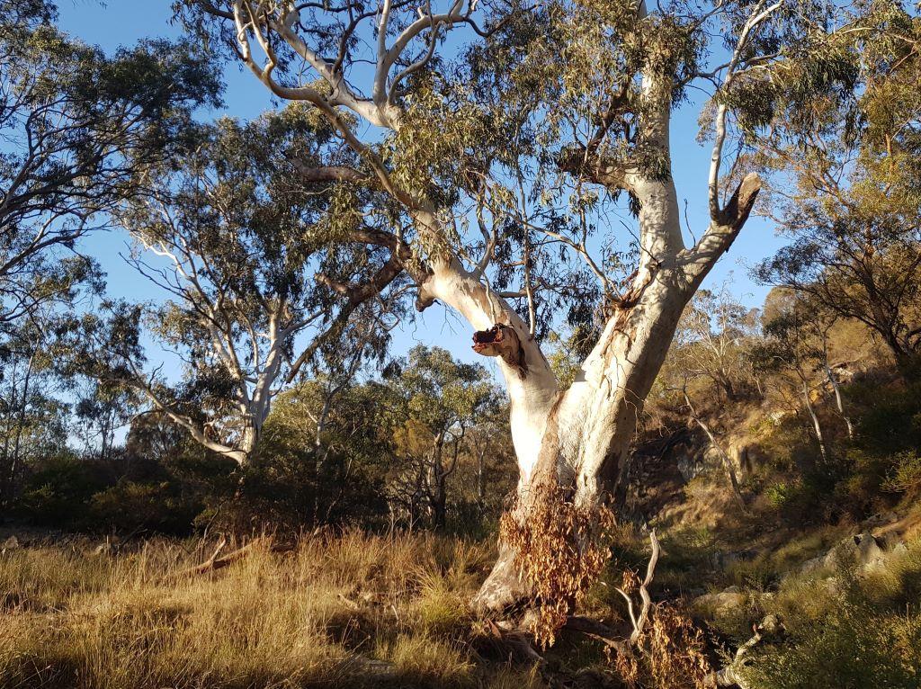 Department for Environment and Water - Significant Environmental…