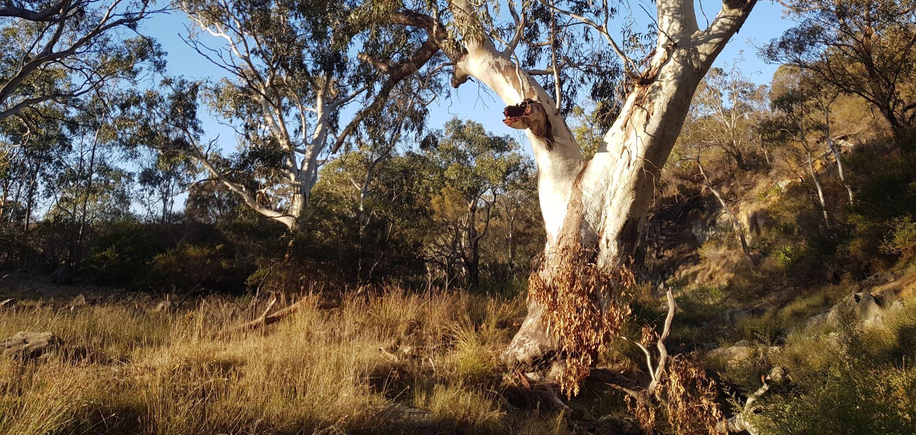 Department for Environment and Water - Protecting native vegetation