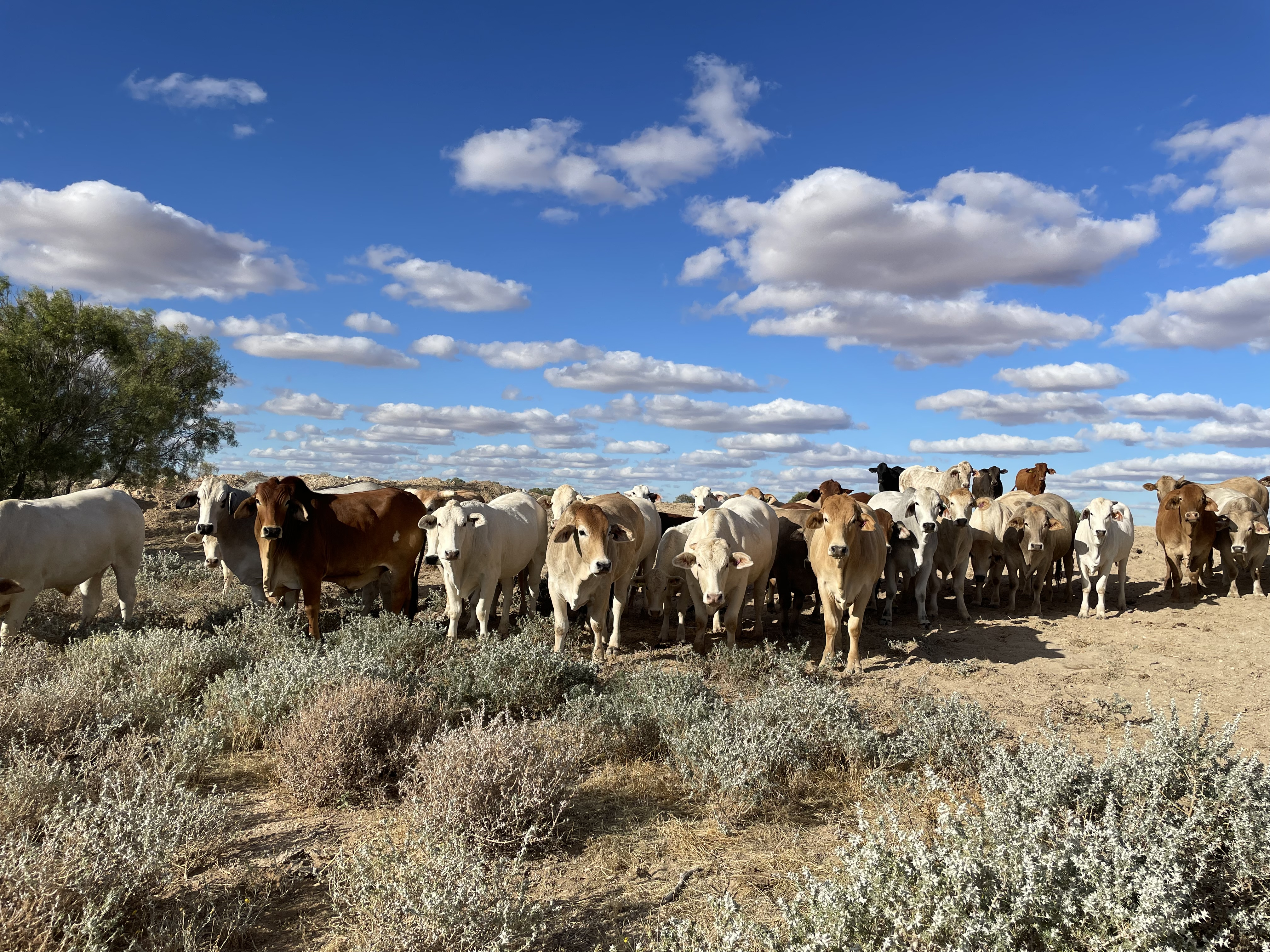 Department for Environment and Water - New Pastoral Board members…