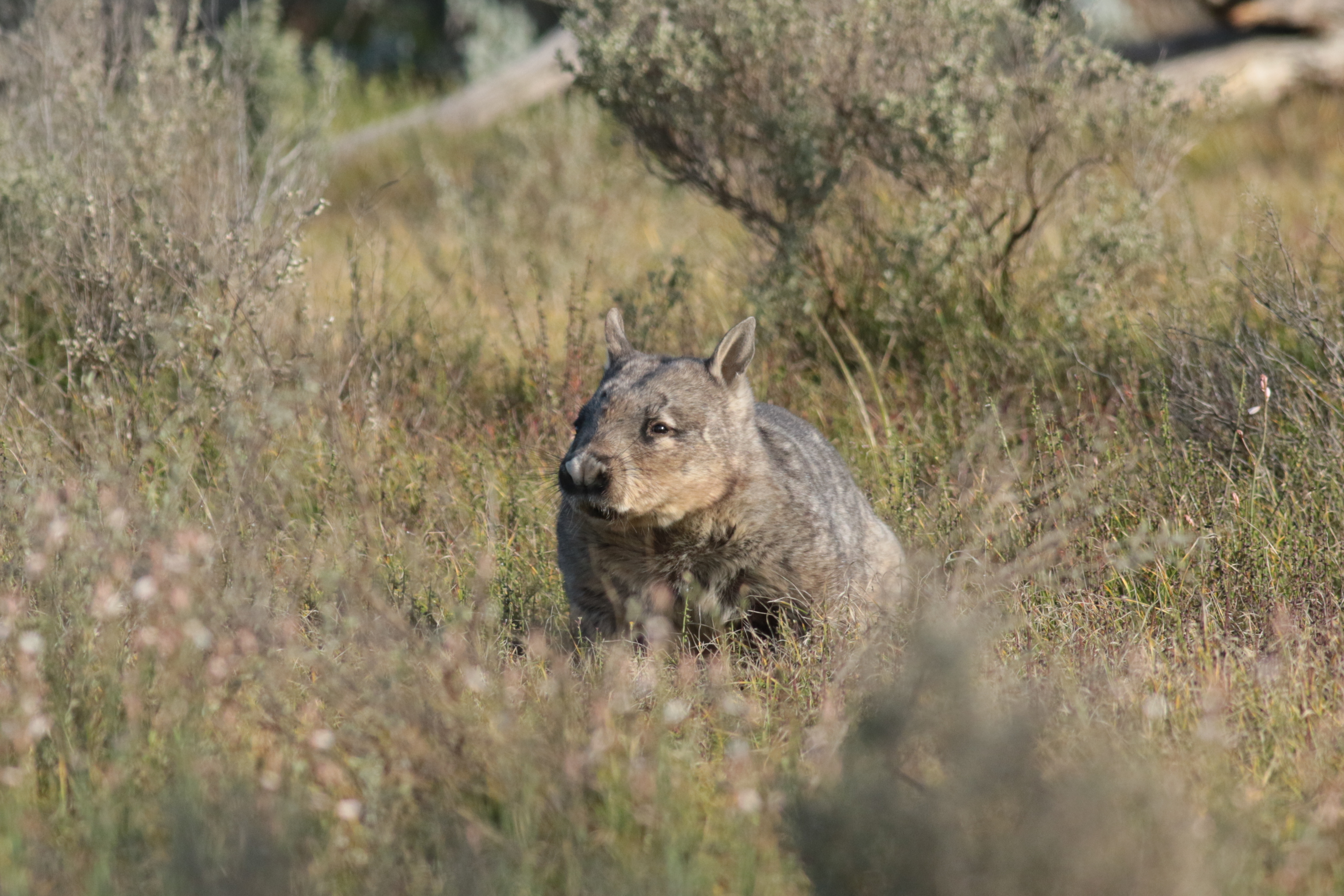 Department for Environment and Water - Wombats