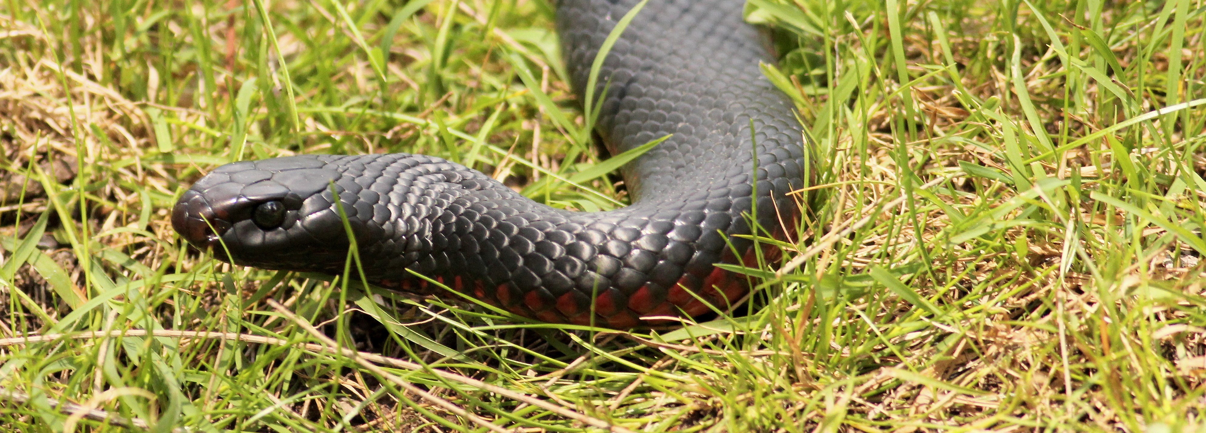 Native Australian Snakes