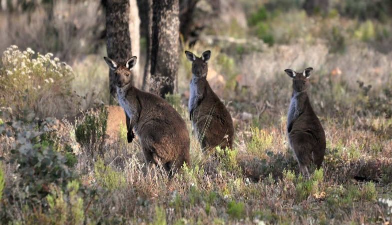 Department for Environment and Water - Kangaroo count takes to the sky