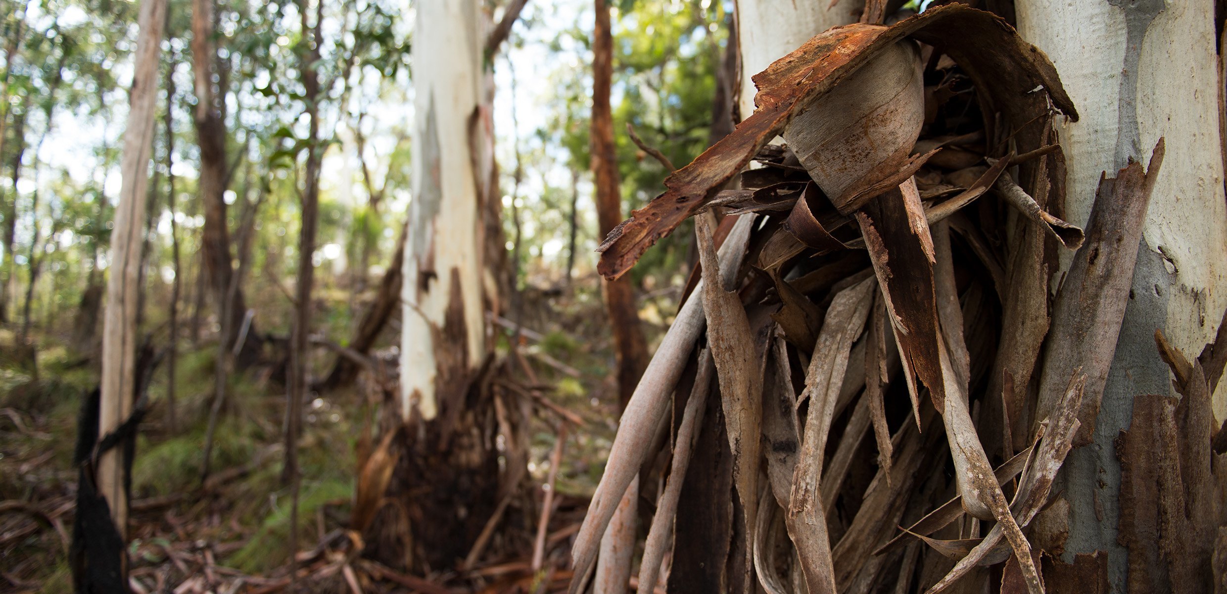 Department for Environment and Water - Native vegetation