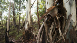 Department for Environment and Water - Clearing Native Vegetation