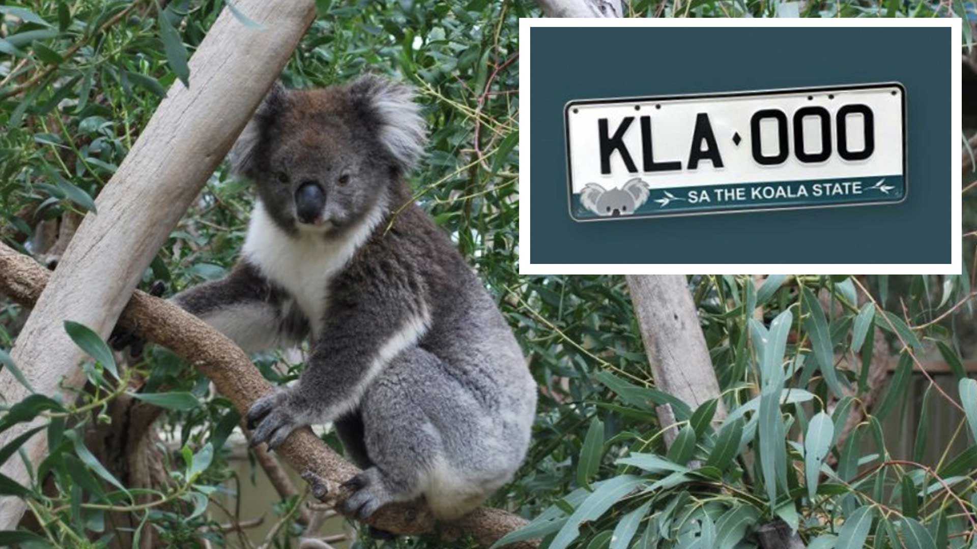 Department for Environment and Water - More Koala State number plate…
