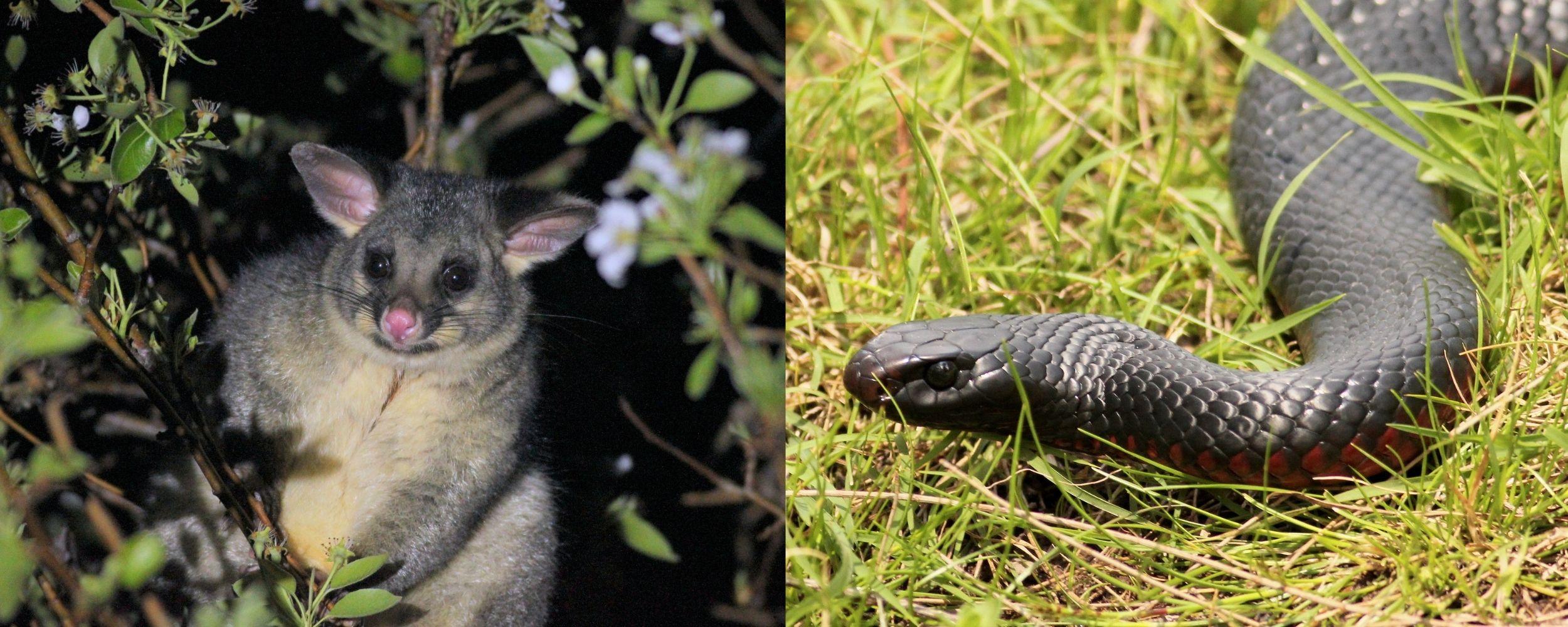 Department for Environment and Water - Capture and release wildlife…