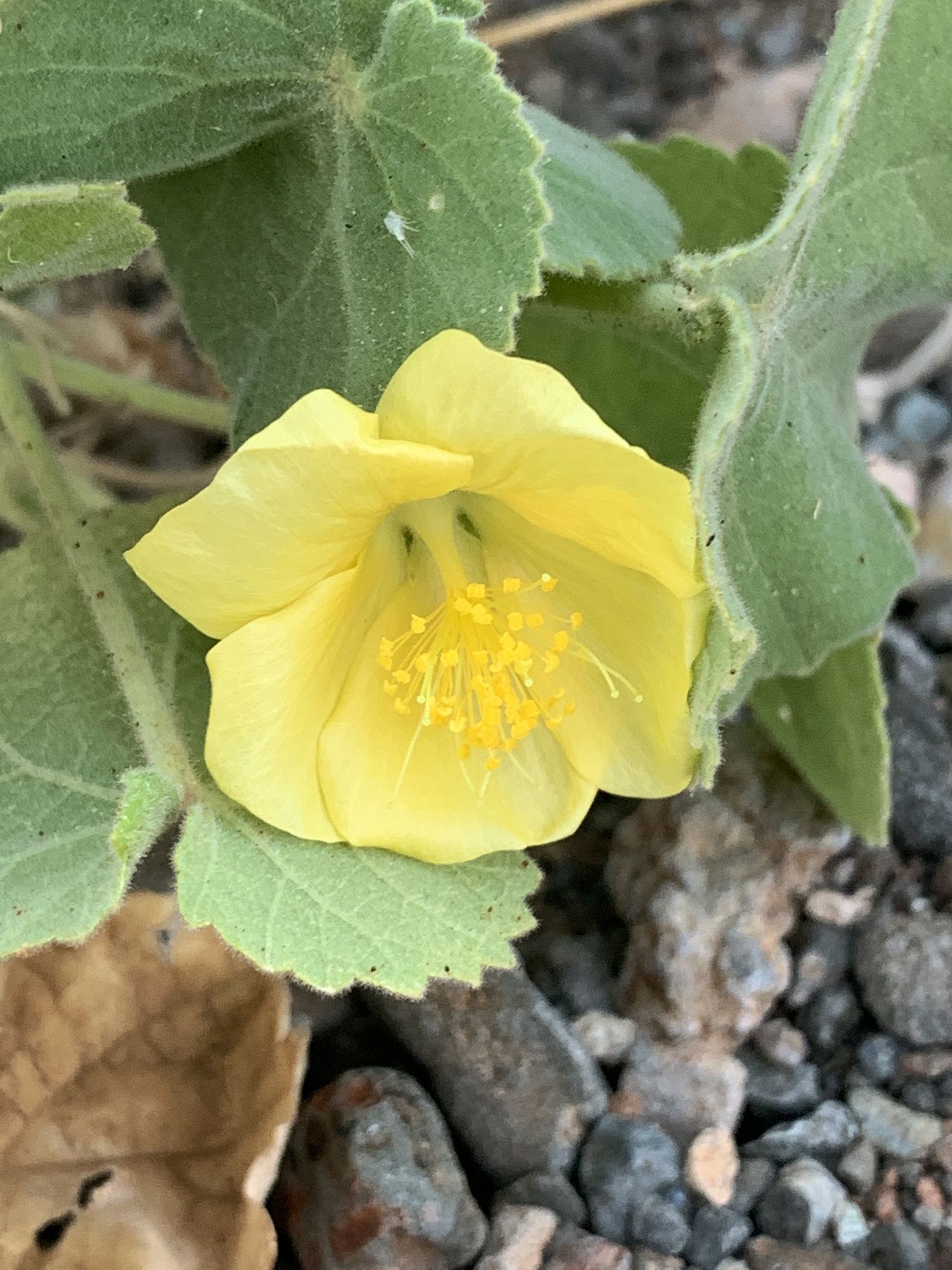 Abutilon leucopetalum