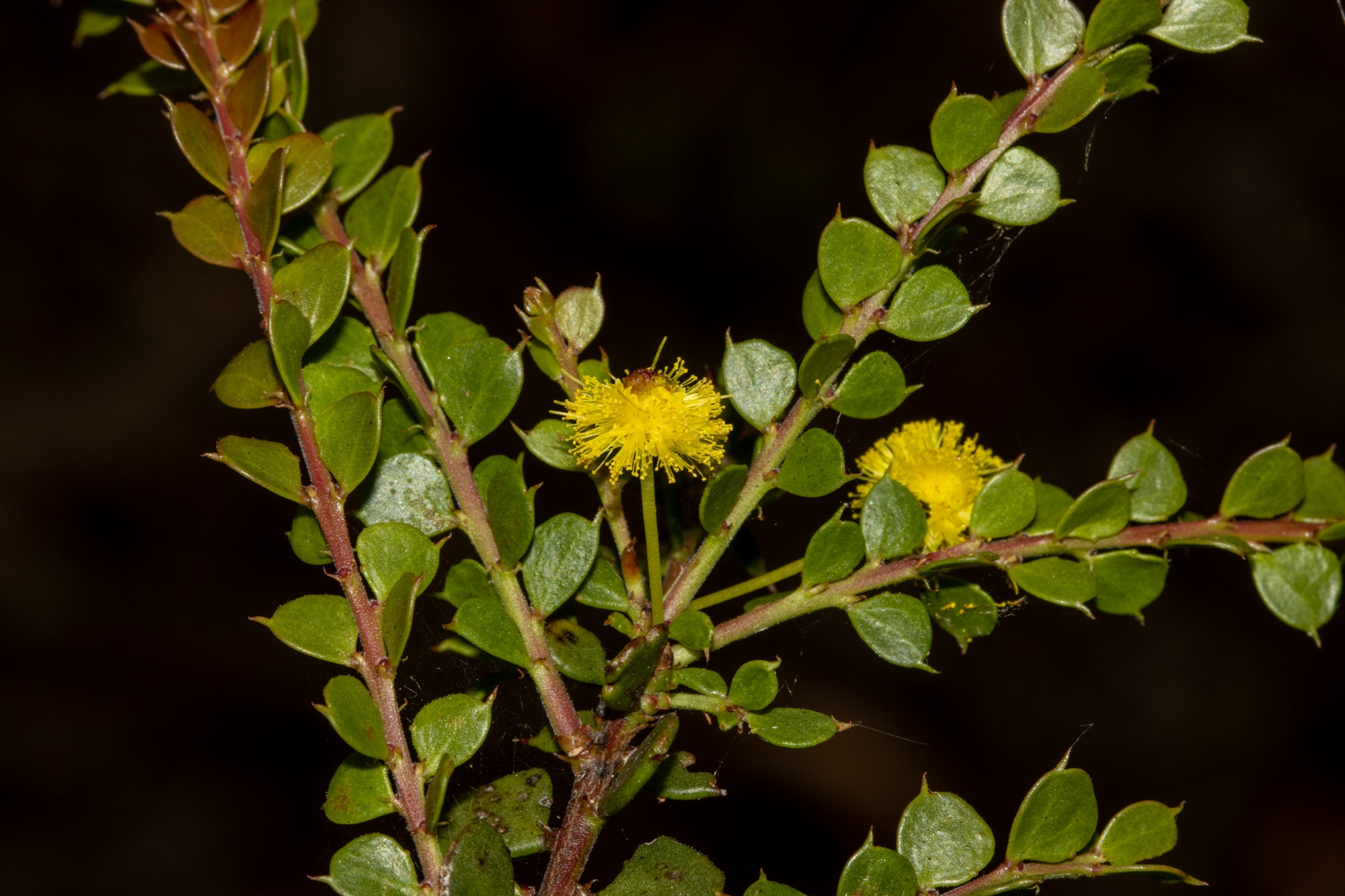 Acacia acinacea