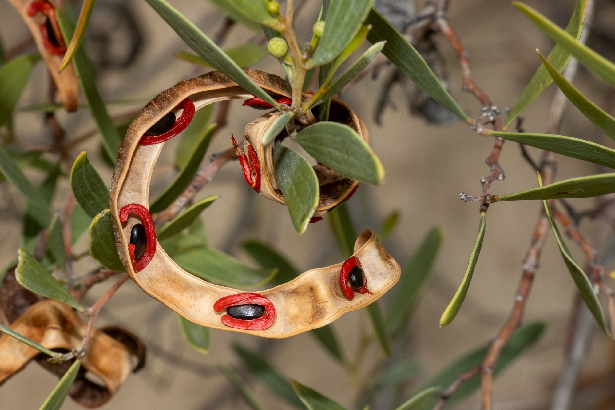 Acacia cyclops