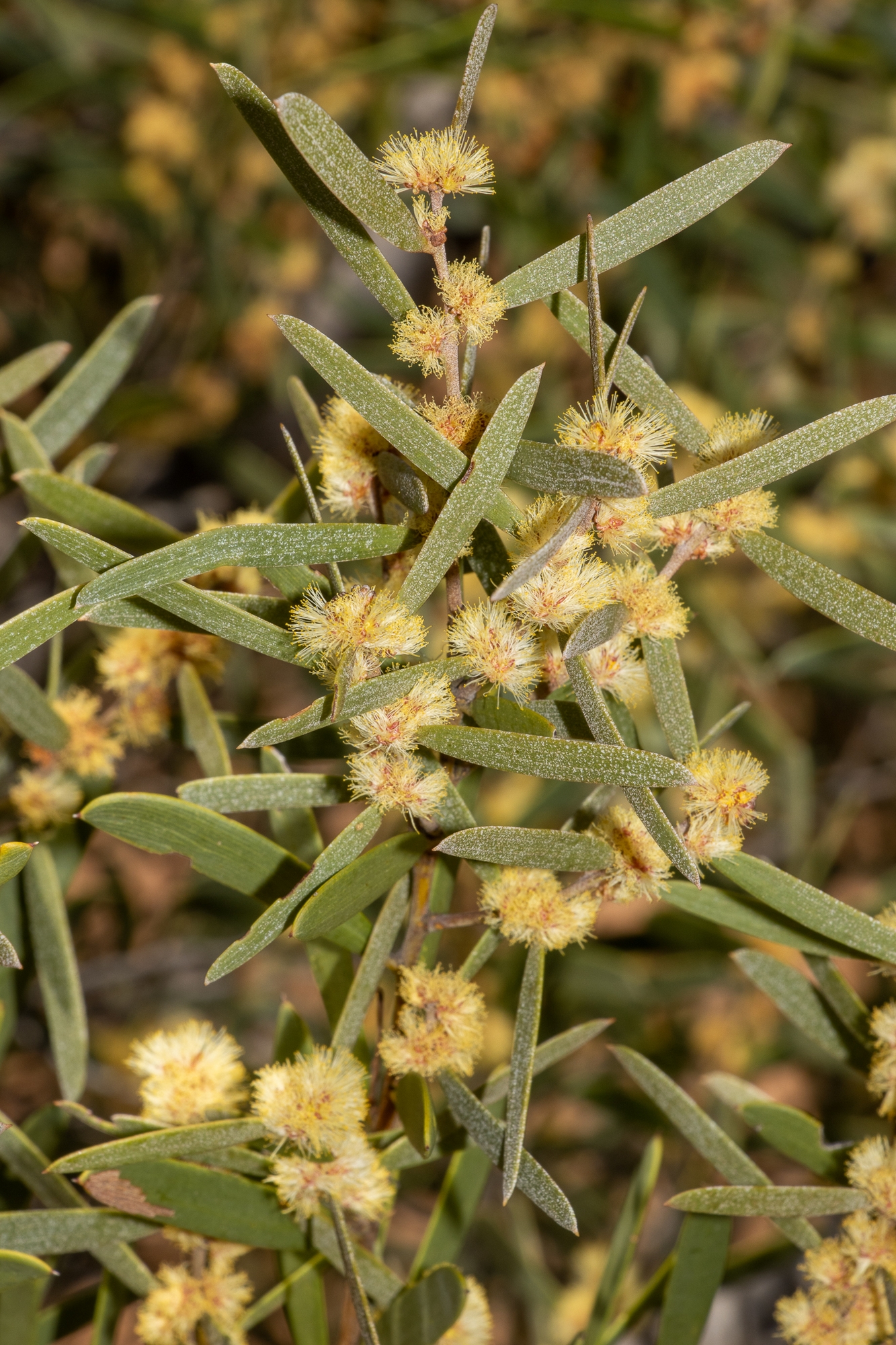 Acacia oswaldii