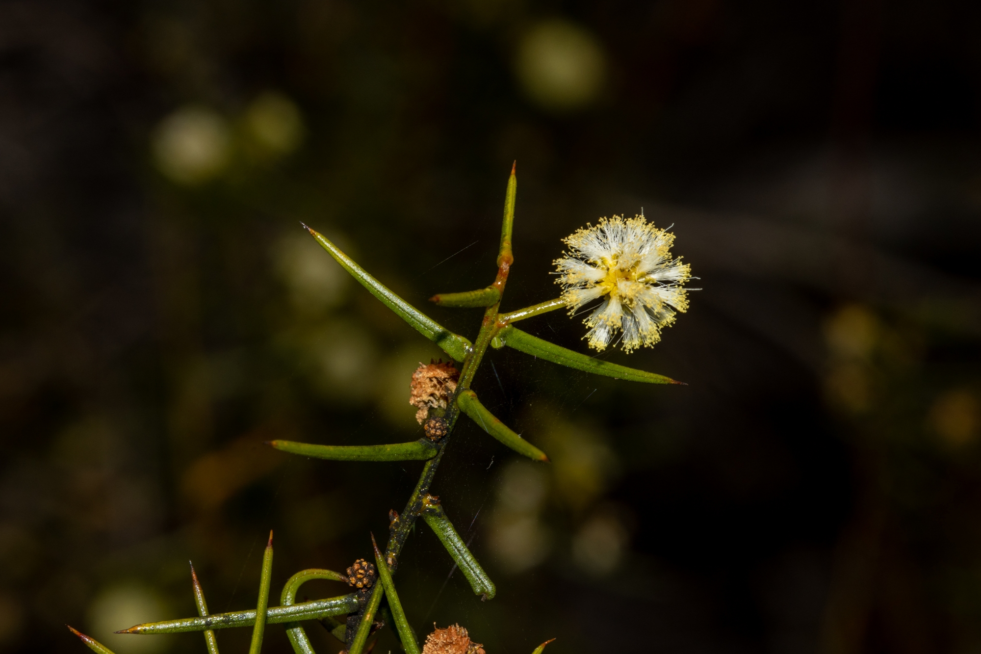 Acacia rupicola