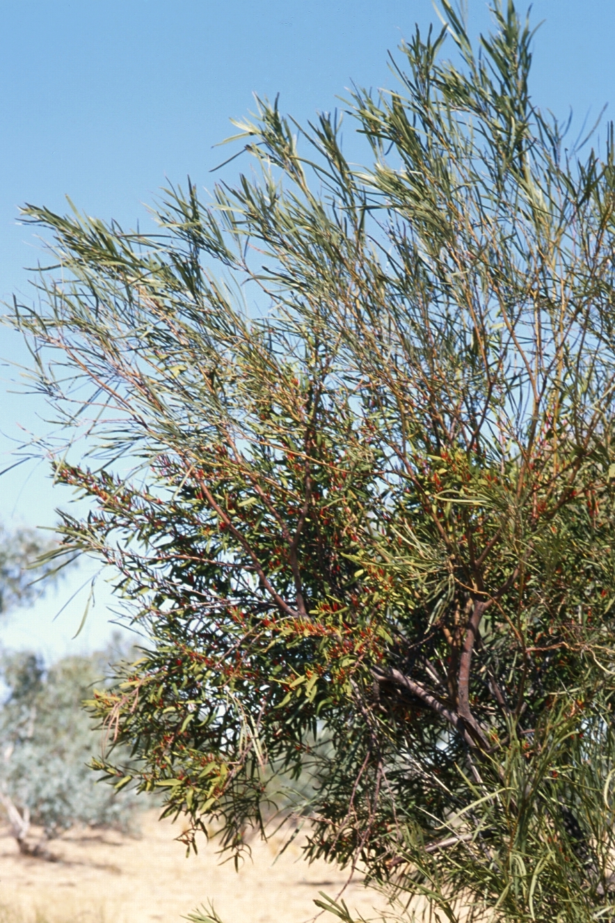Acacia salicina