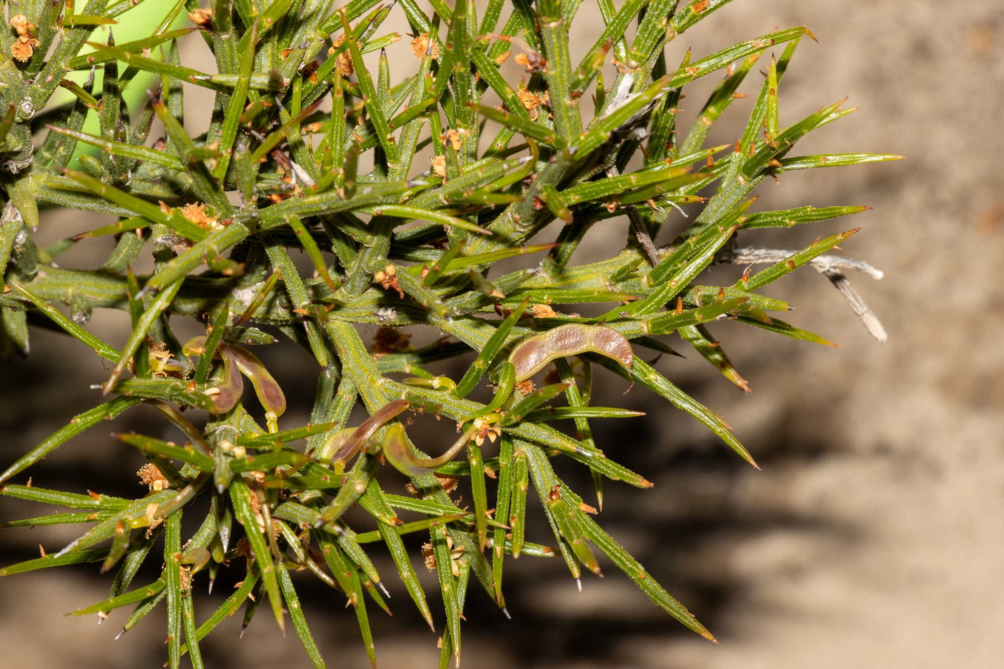 Acacia spinescens