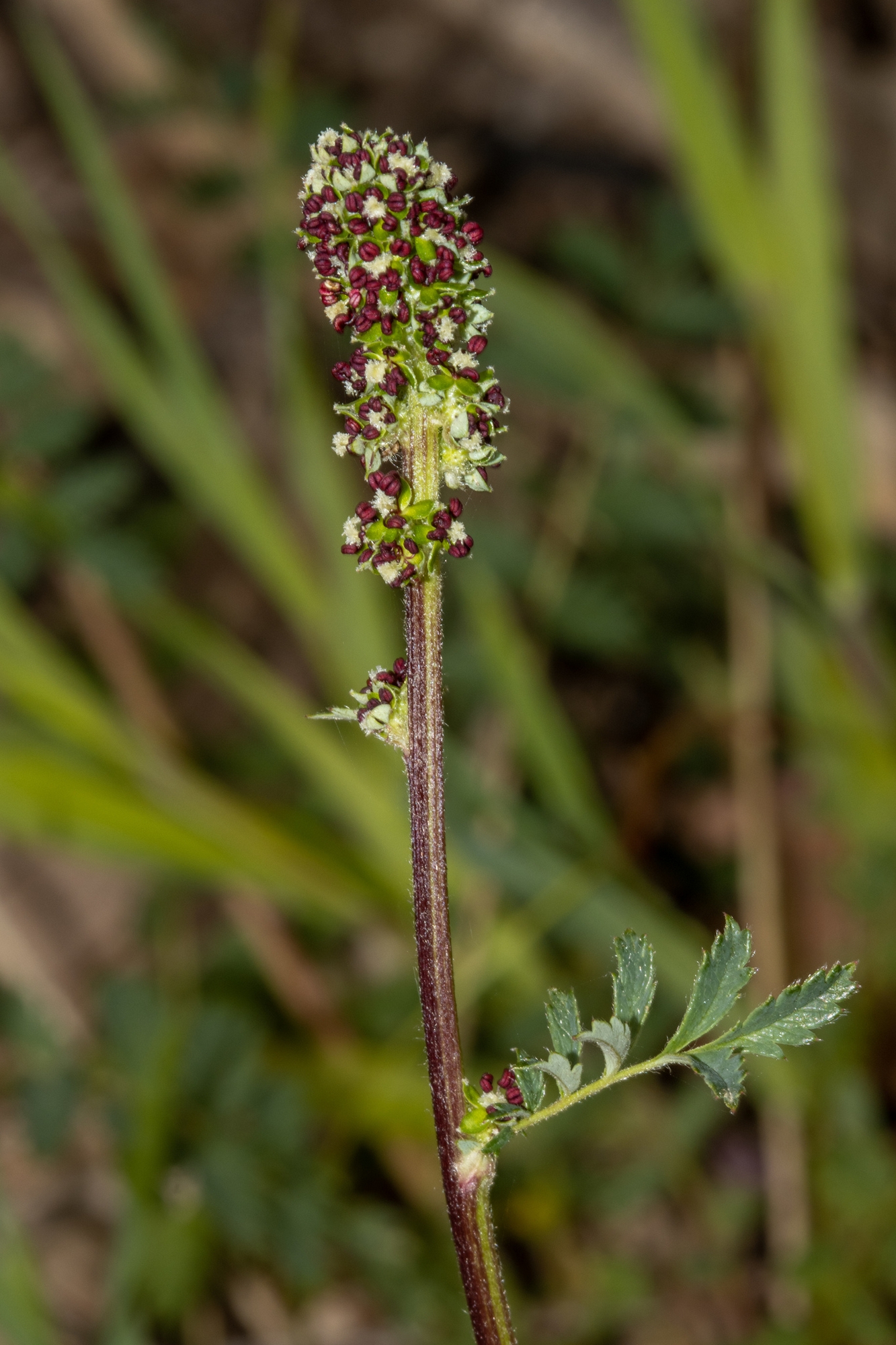Acaena echinata