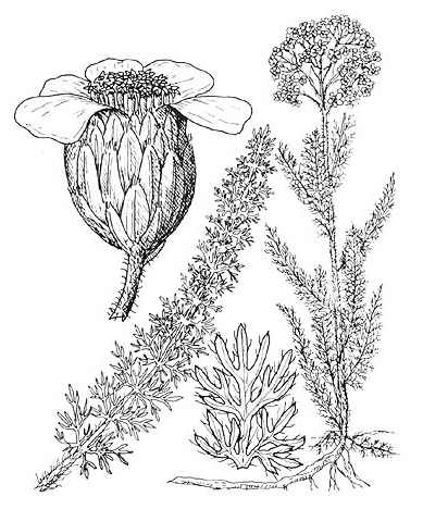 Achillea tomentosa