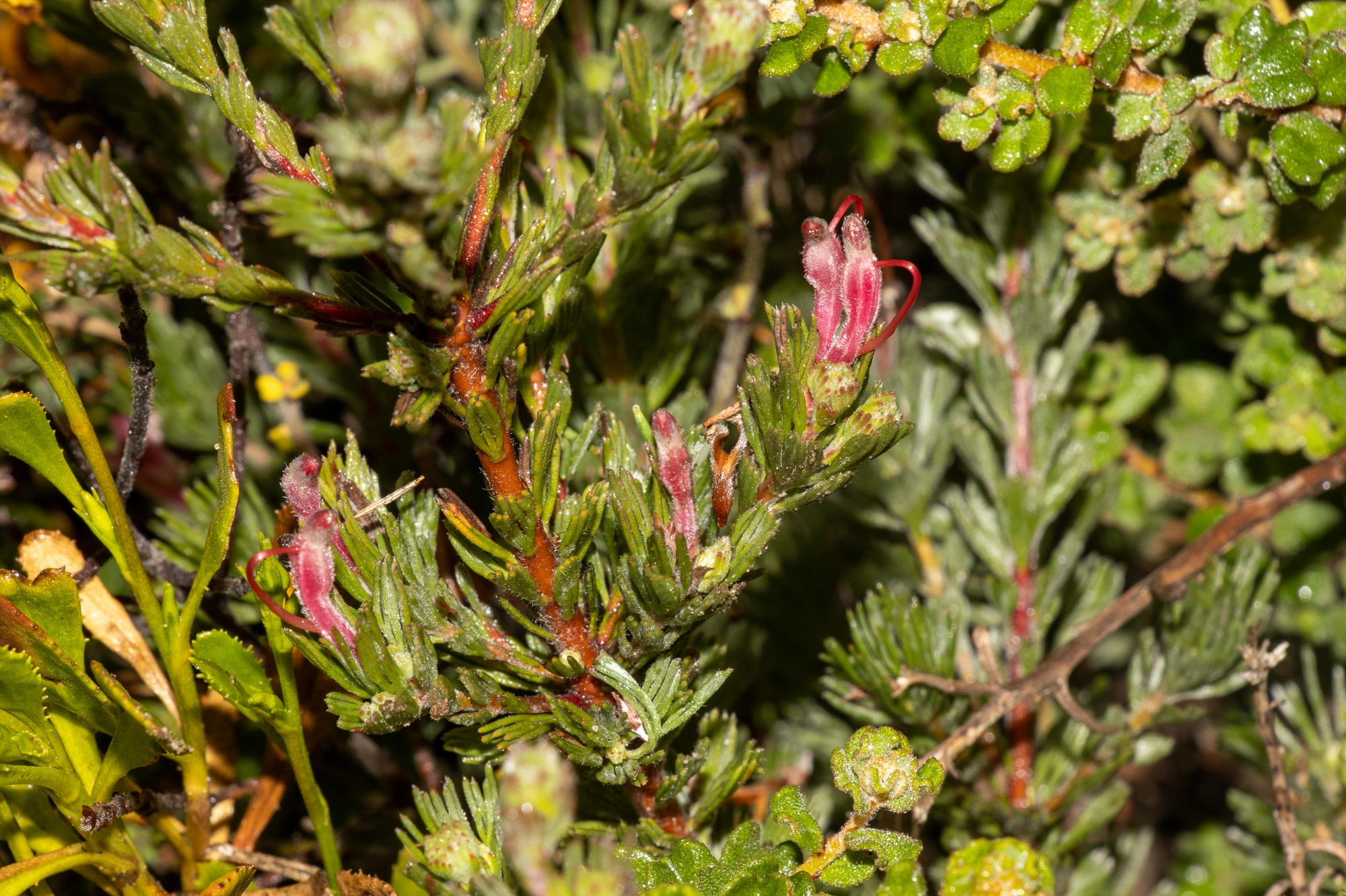 Adenanthos macropodianus