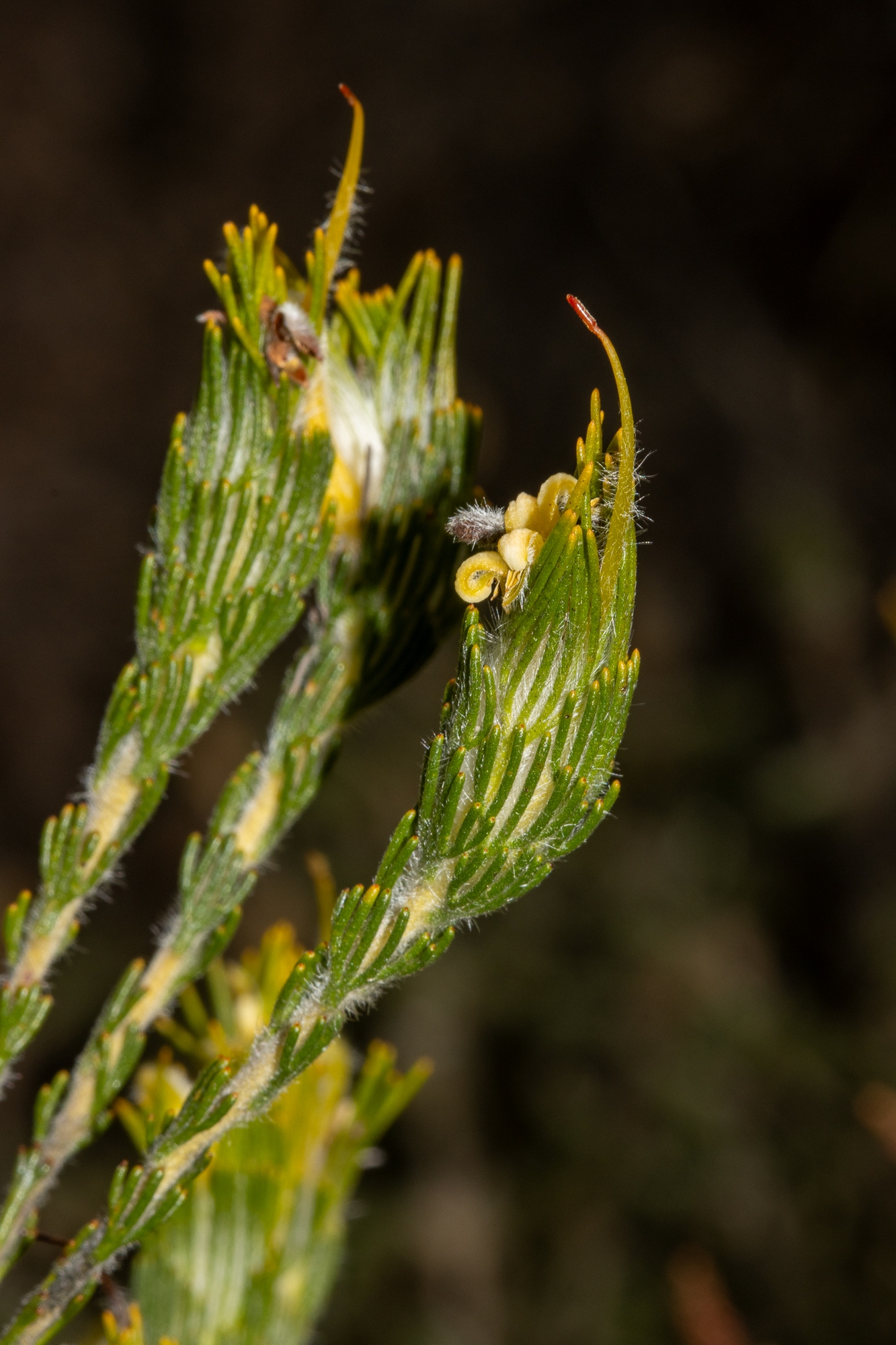 Adenanthos terminalis