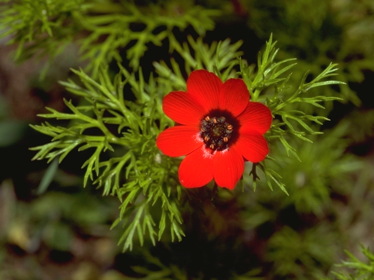 Adonis microcarpa