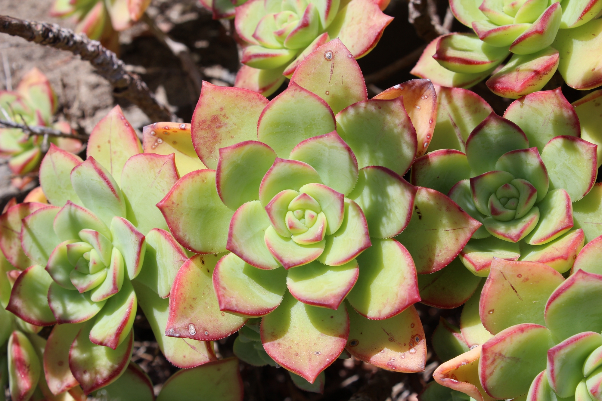 Aeonium haworthii