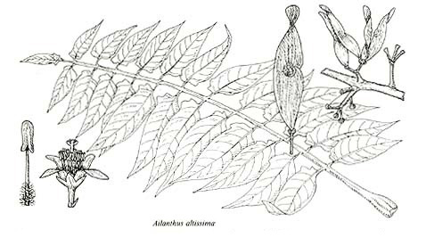 Ailanthus altissima