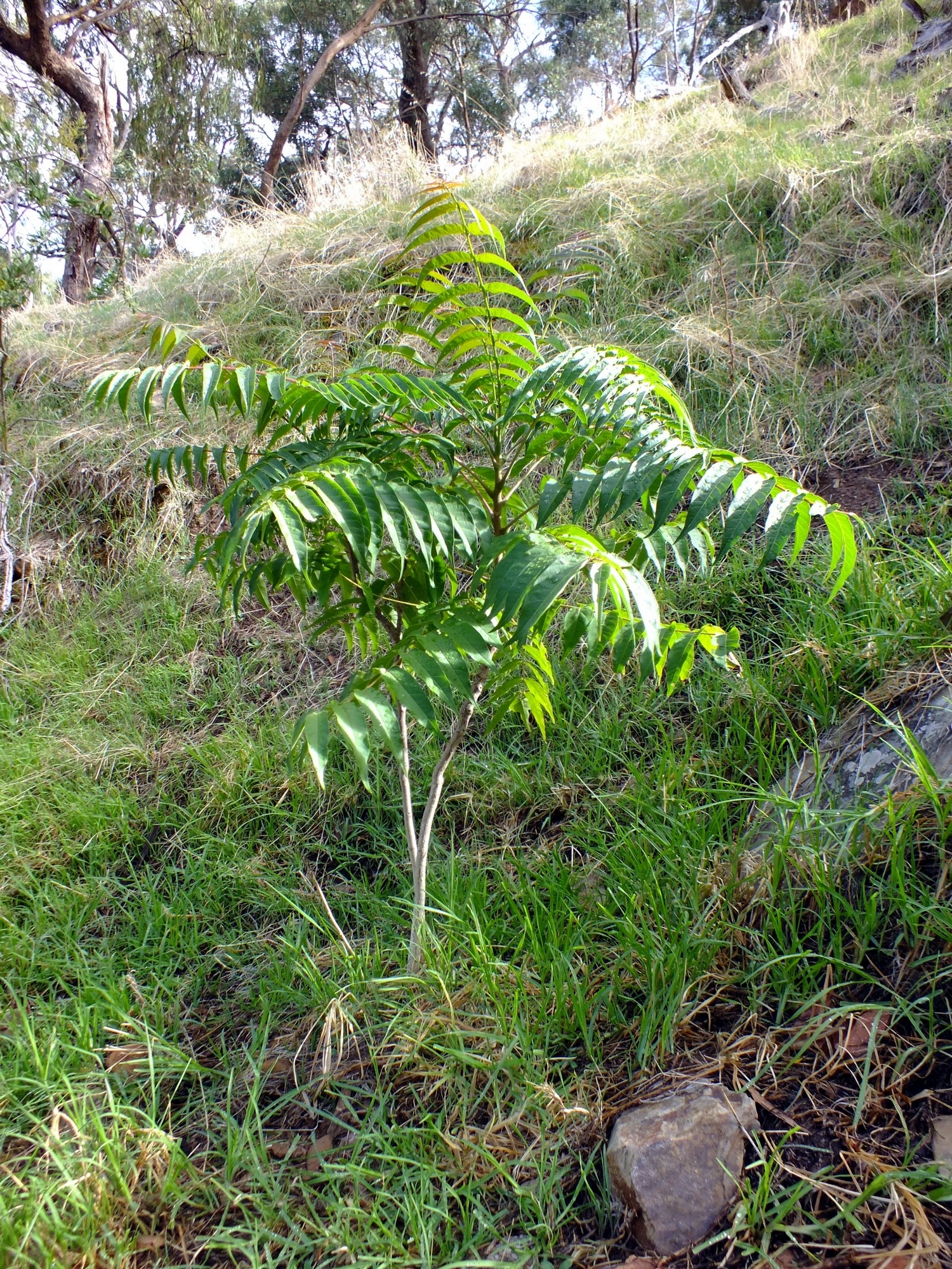 Ailanthus altissima