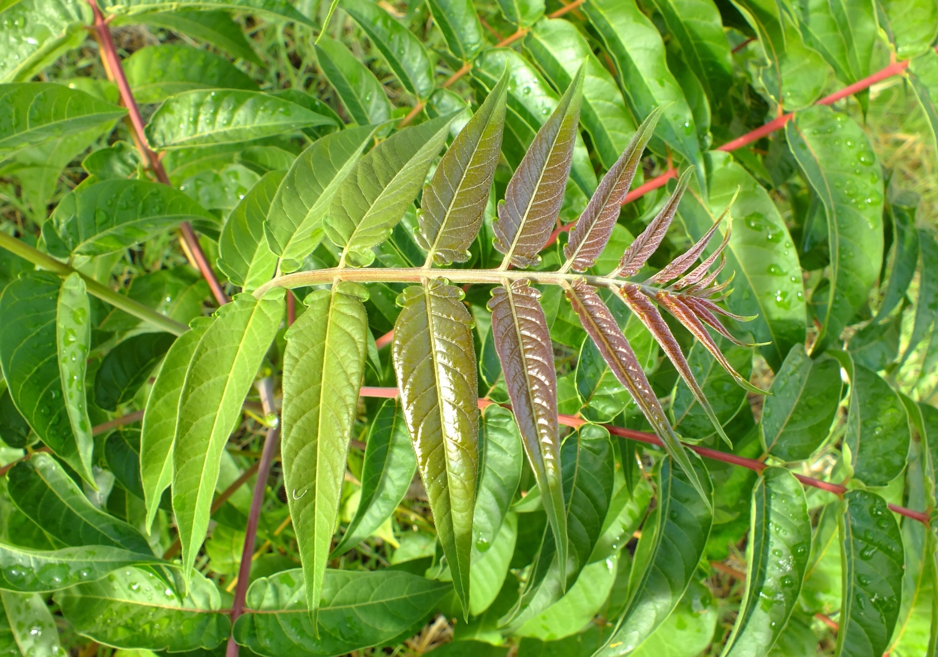 Ailanthus altissima