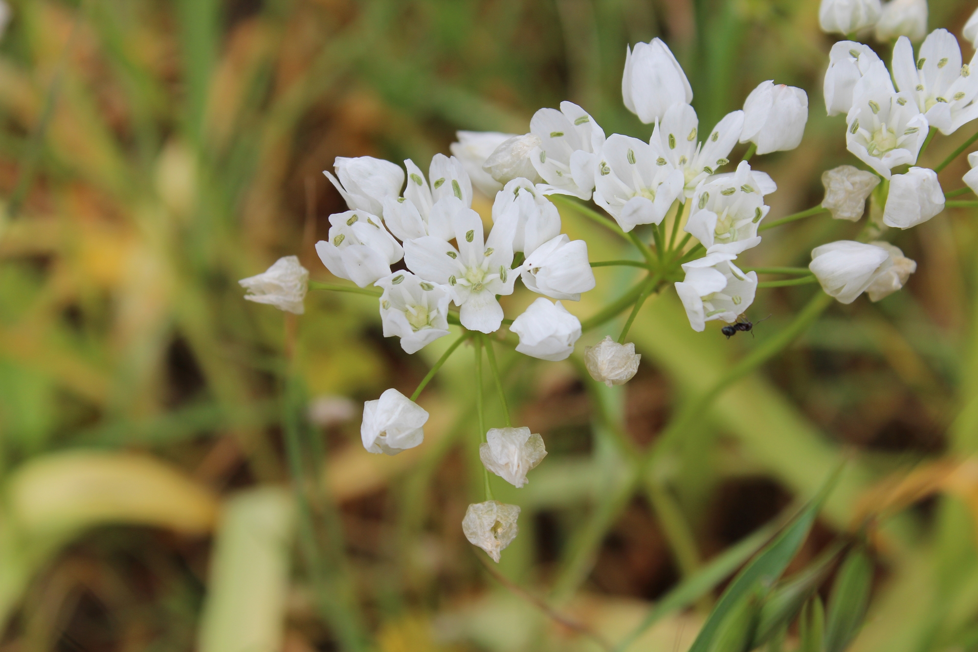 Allium neapolitanum