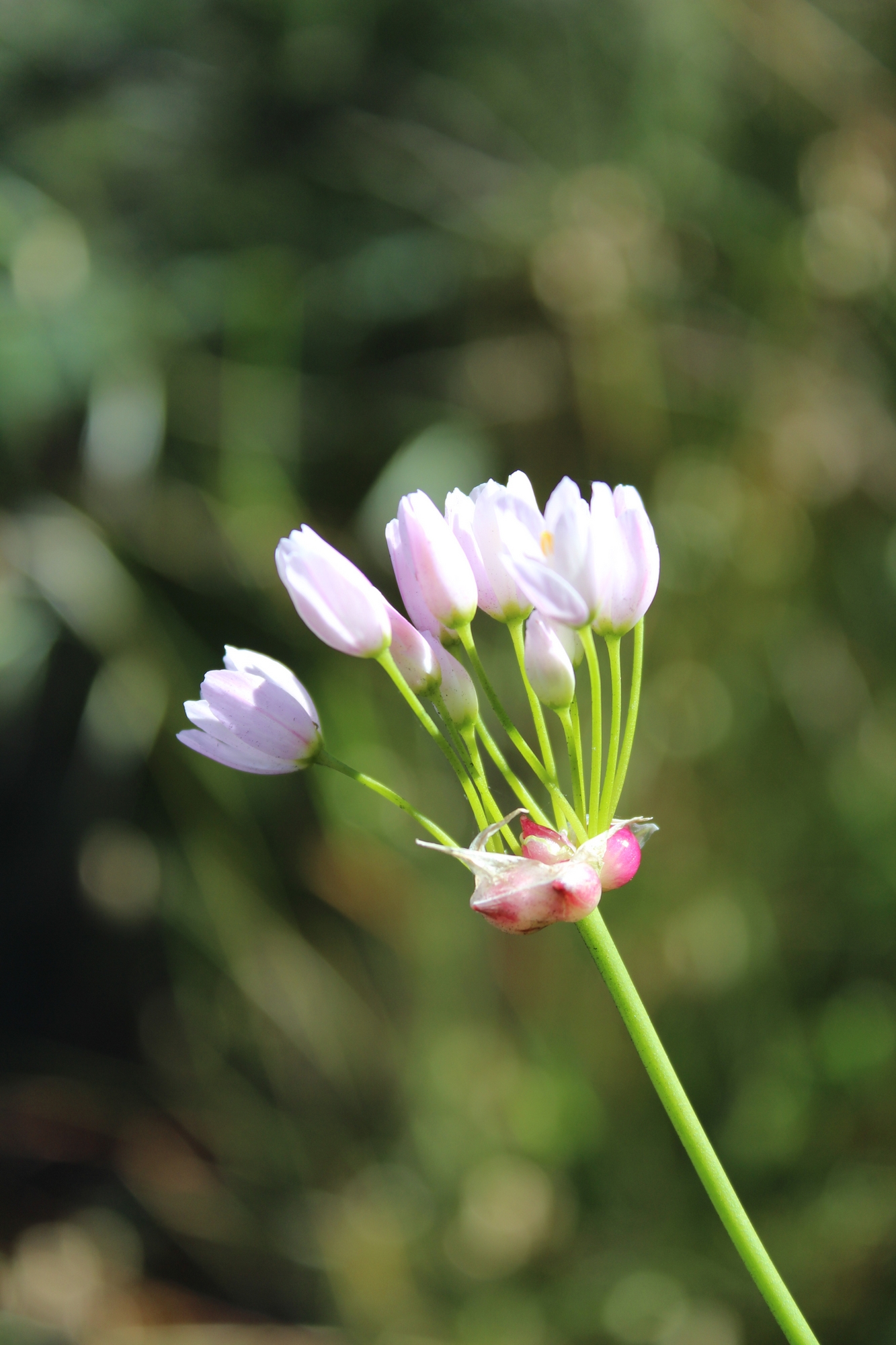 Allium roseum