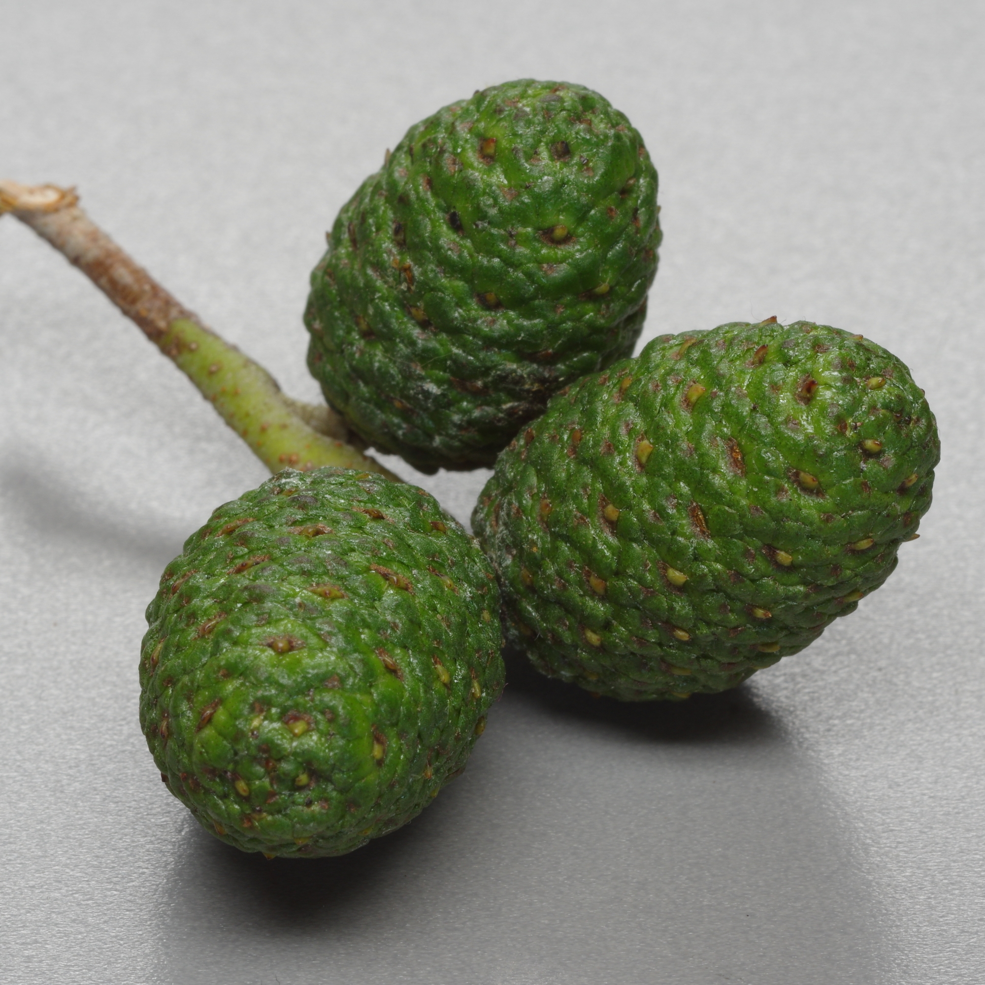 Alnus cordata