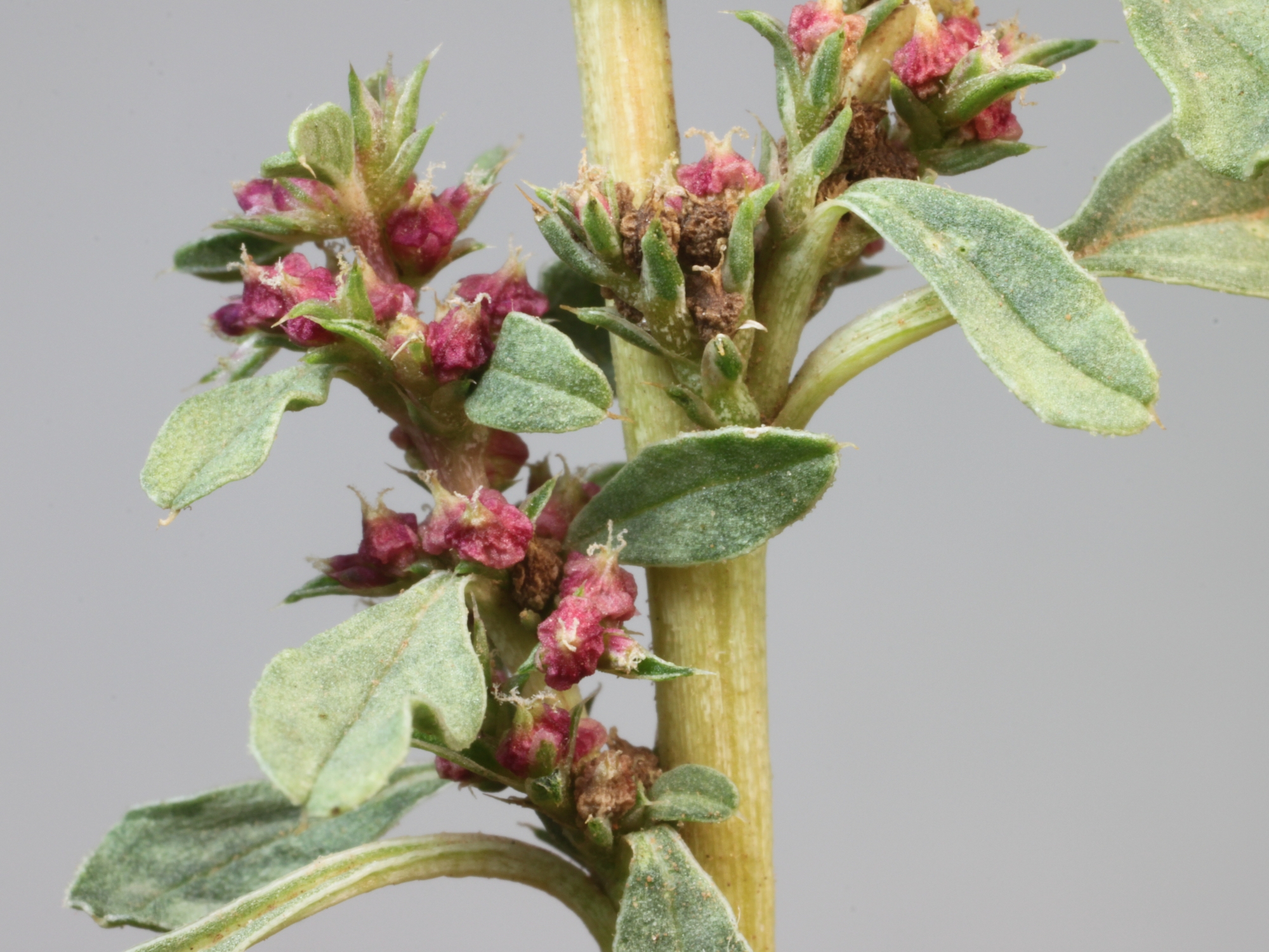 Amaranthus albus