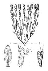 Angianthus brachypappus