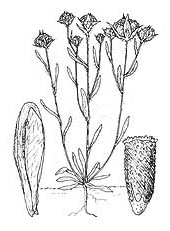 Angianthus preissianus