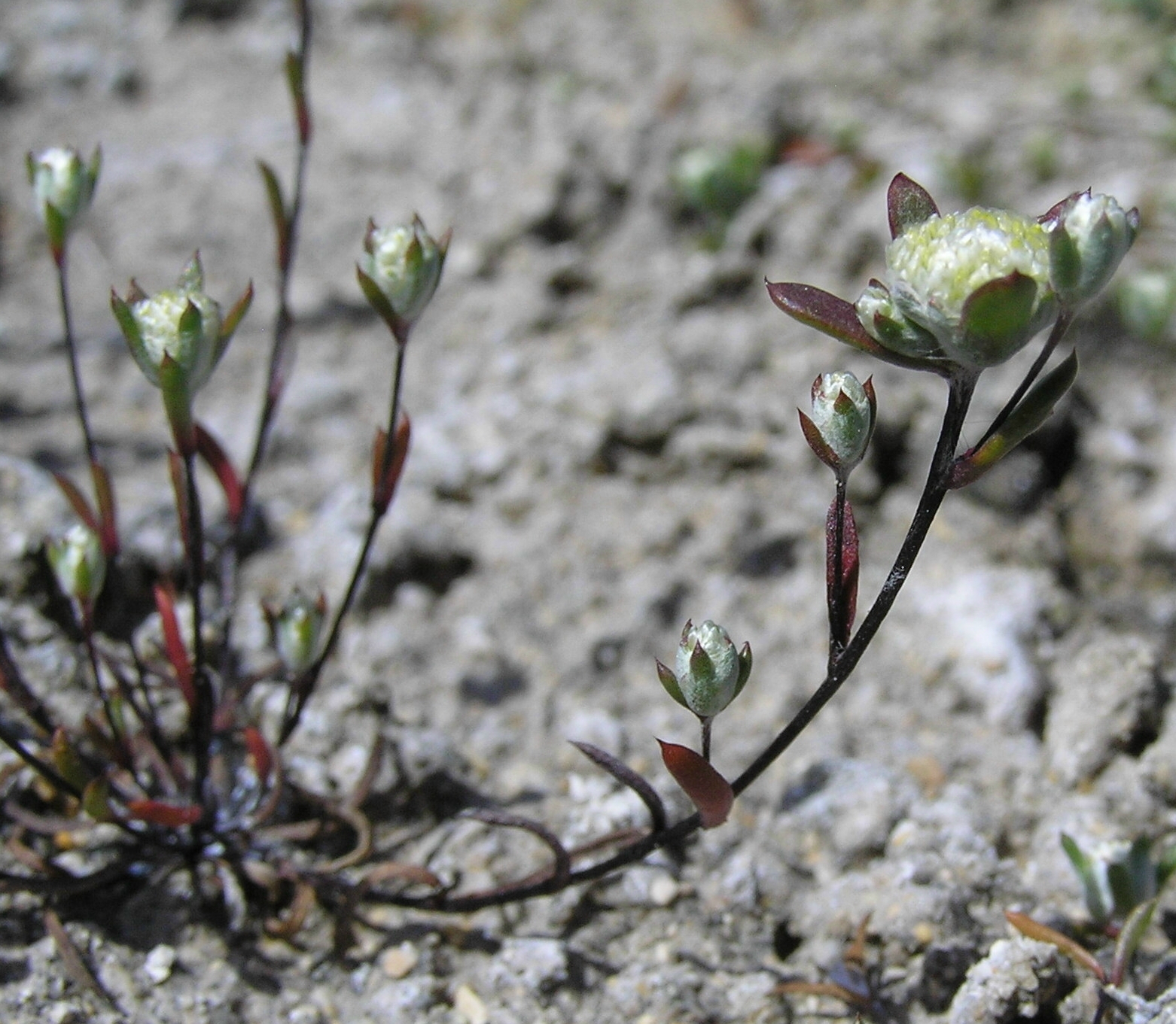 Angianthus preissianus