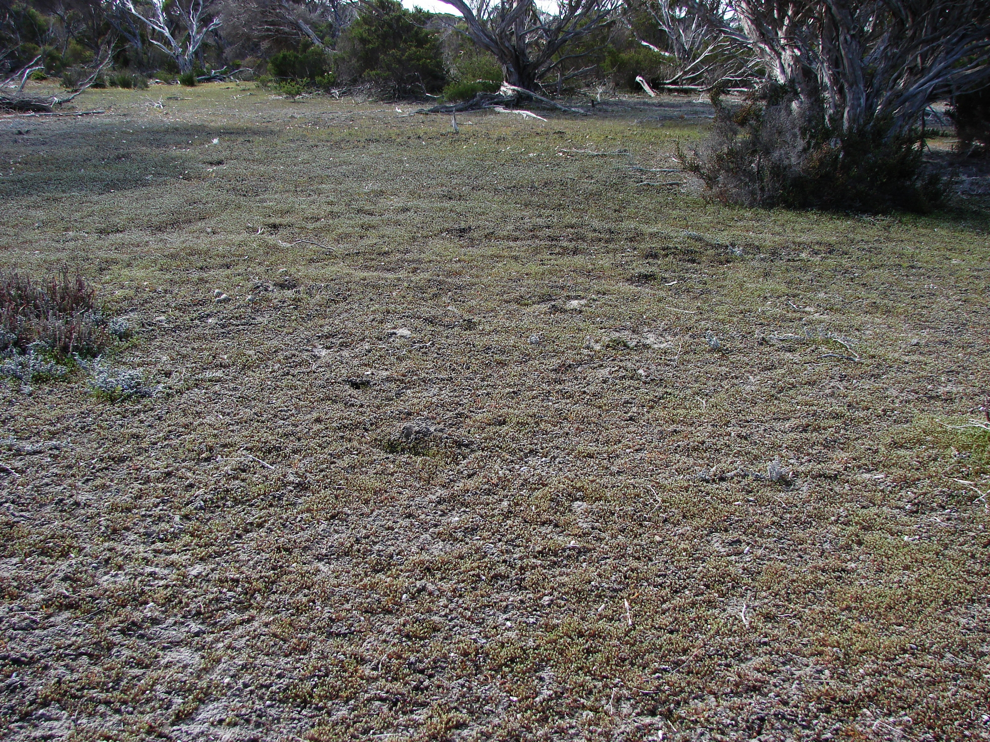 Angianthus preissianus
