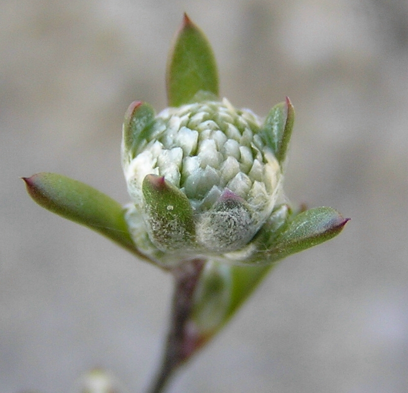 Angianthus preissianus