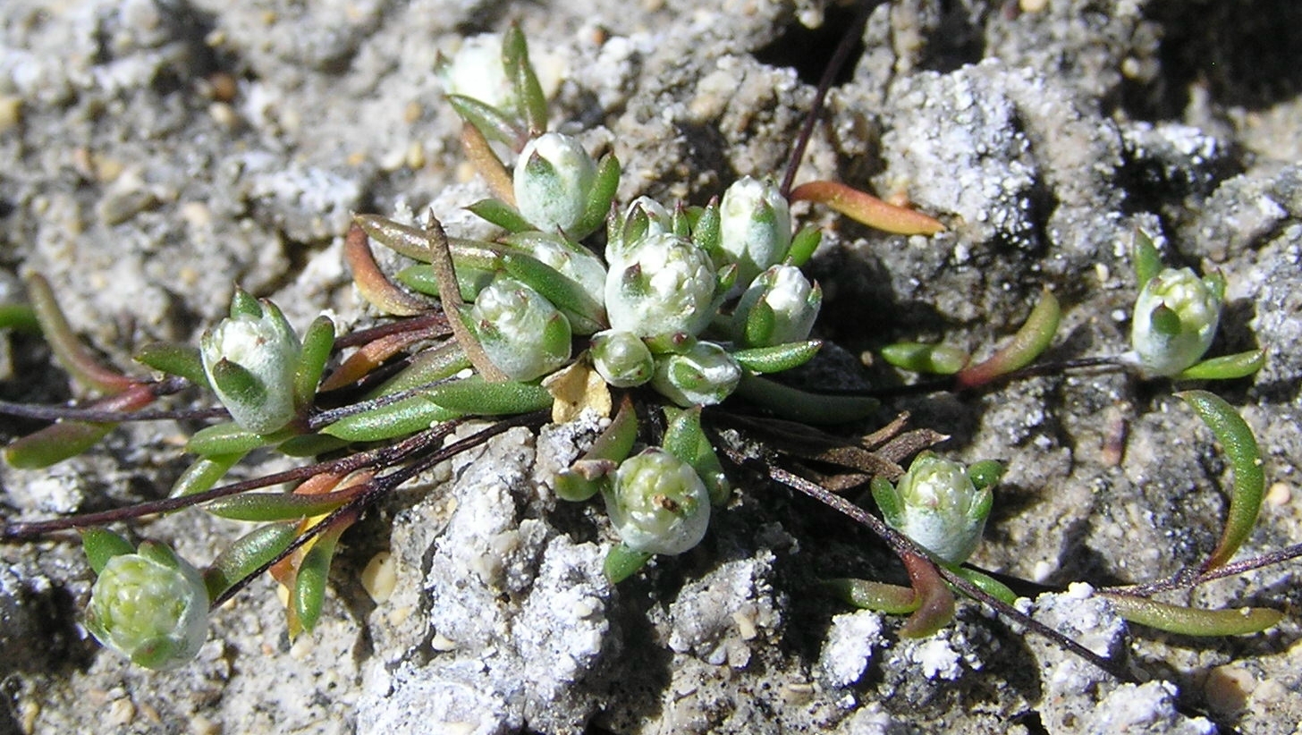 Angianthus preissianus