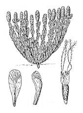 Angianthus tomentosus