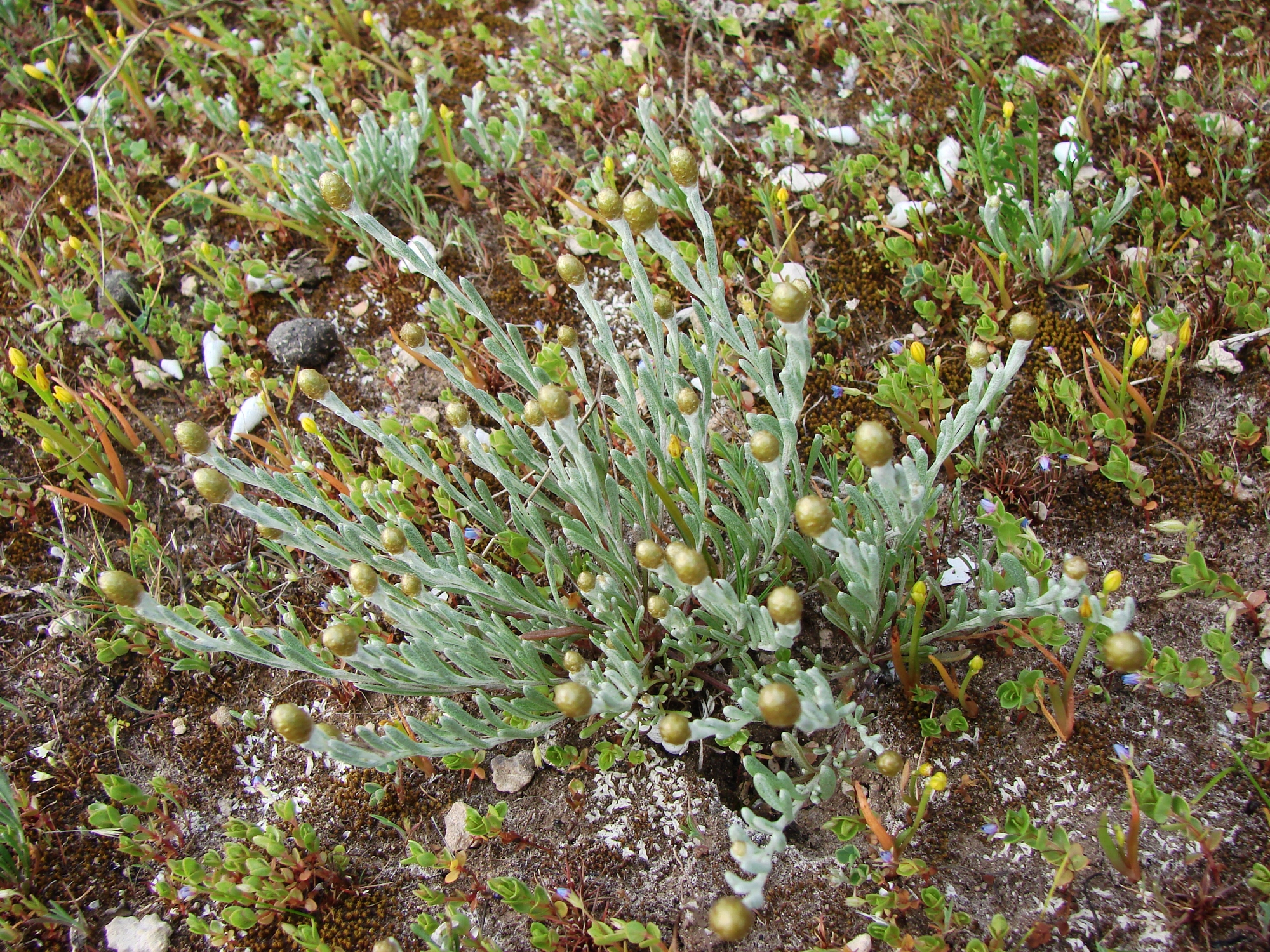 Angianthus tomentosus