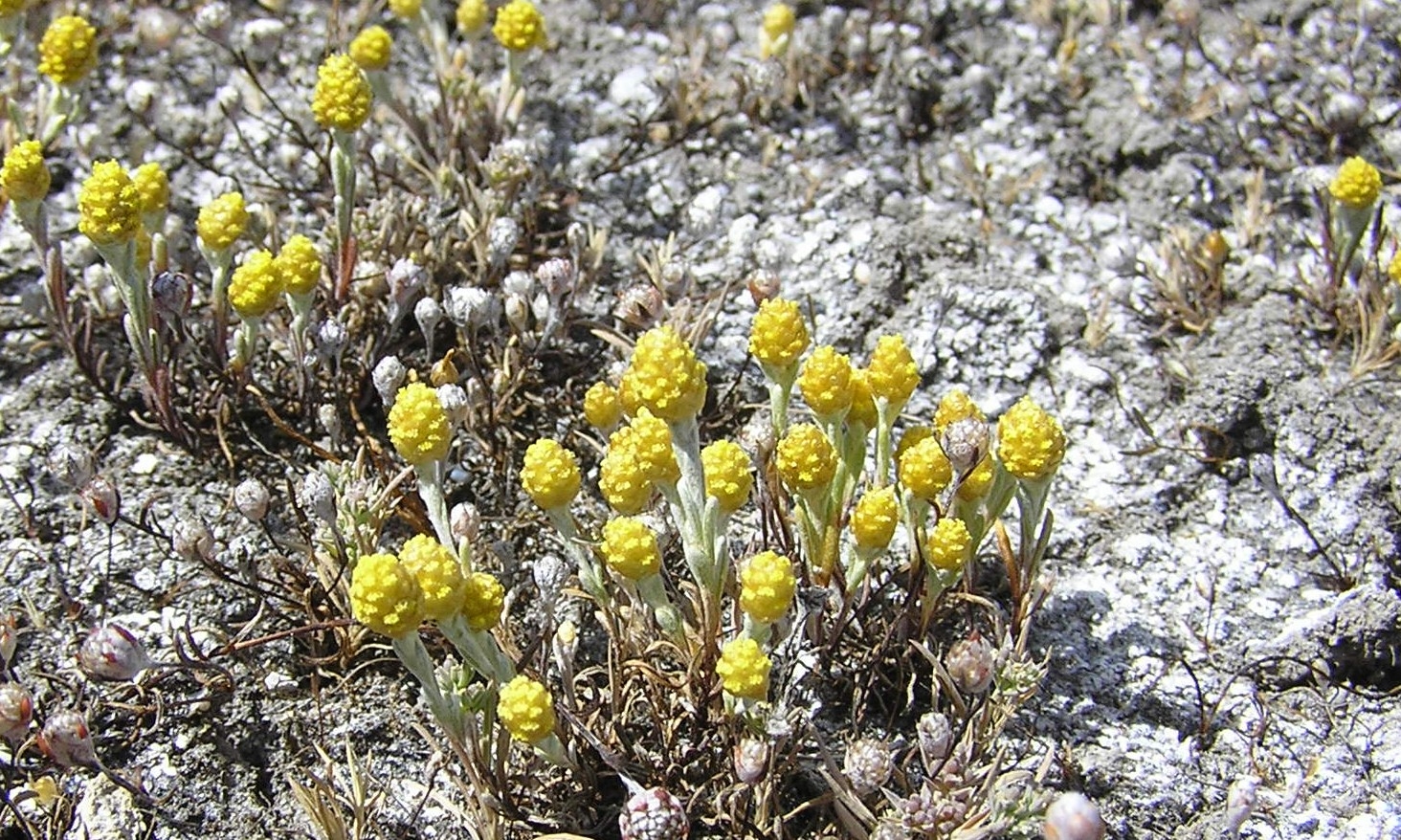 Angianthus tomentosus