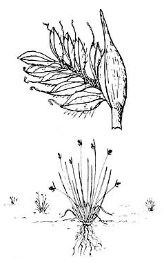 Aphelia gracilis